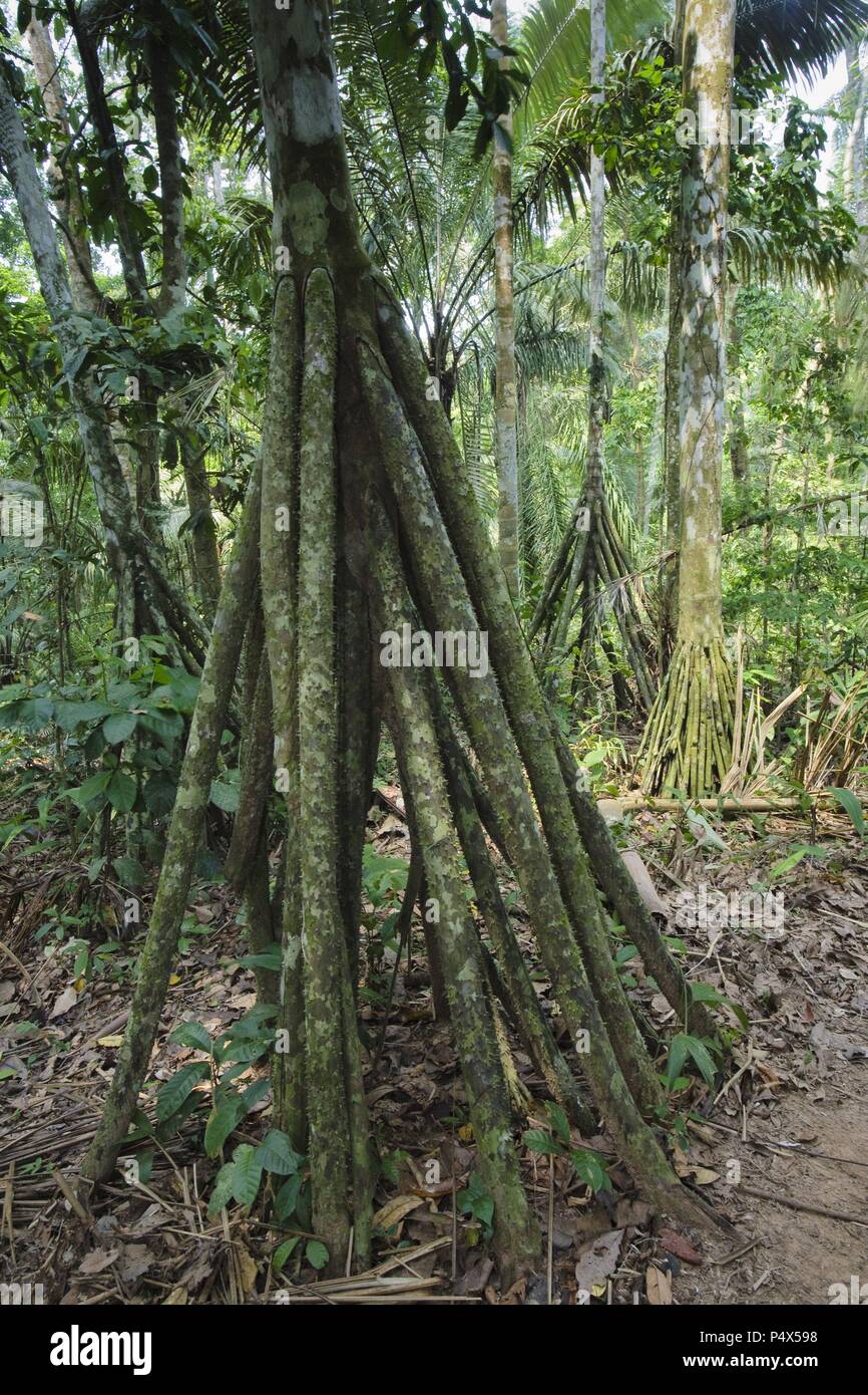 Socratea High Resolution Stock Photography and Images - Alamy