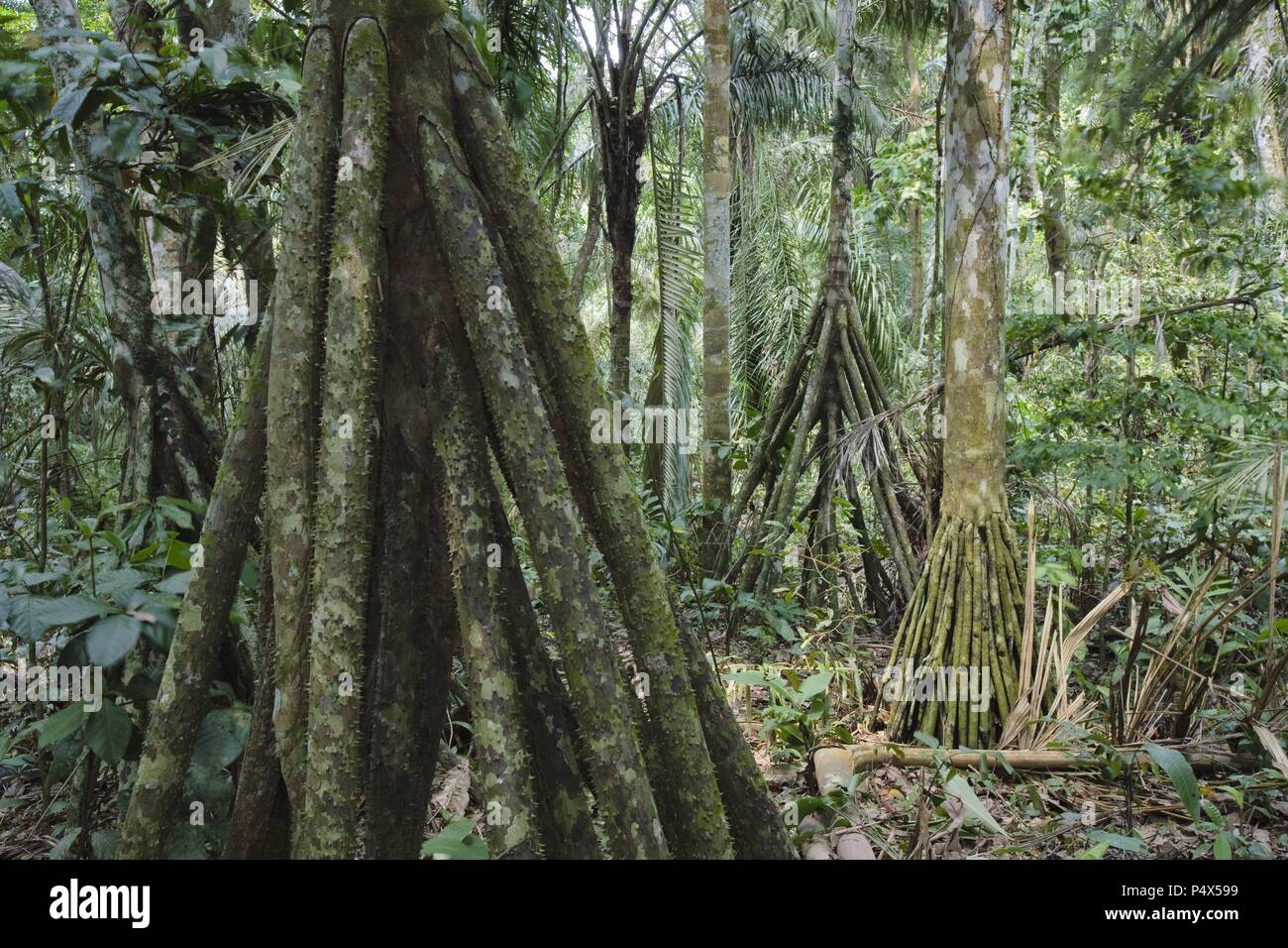 Socratea High Resolution Stock Photography and Images - Alamy