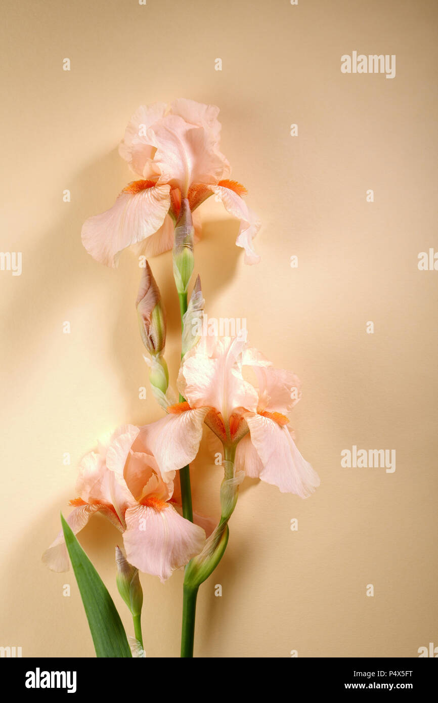 Pink flowers flat lay Stock Photo - Alamy