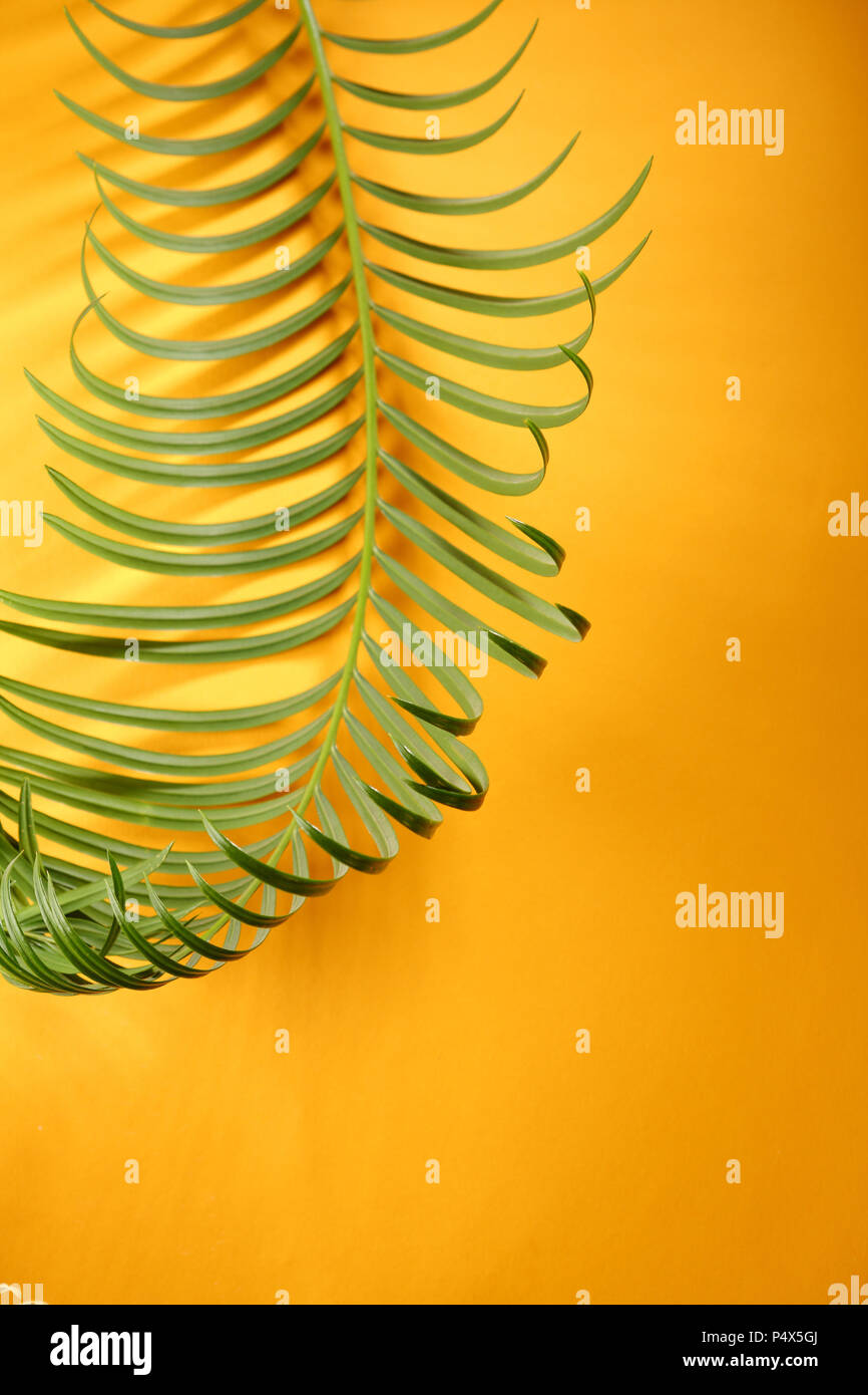 Tropical yellow background with green leaves Stock Photo - Alamy