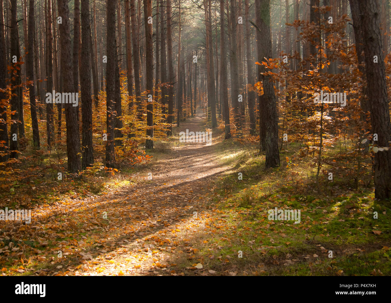 Autumn time year in forest hi-res stock photography and images - Alamy
