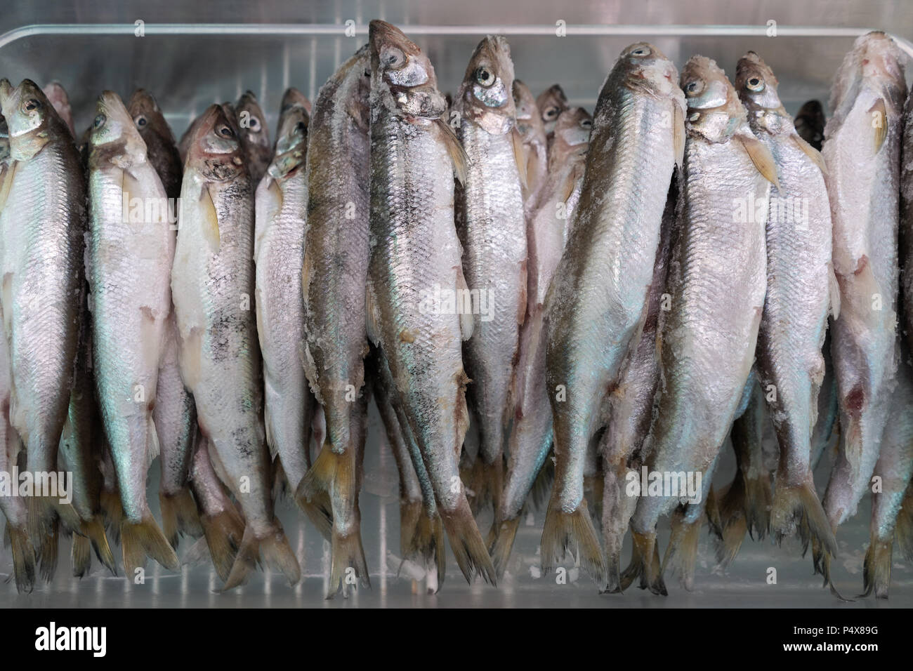 Lot of frozen smelt fish with silver scales in freezer at seafood ...