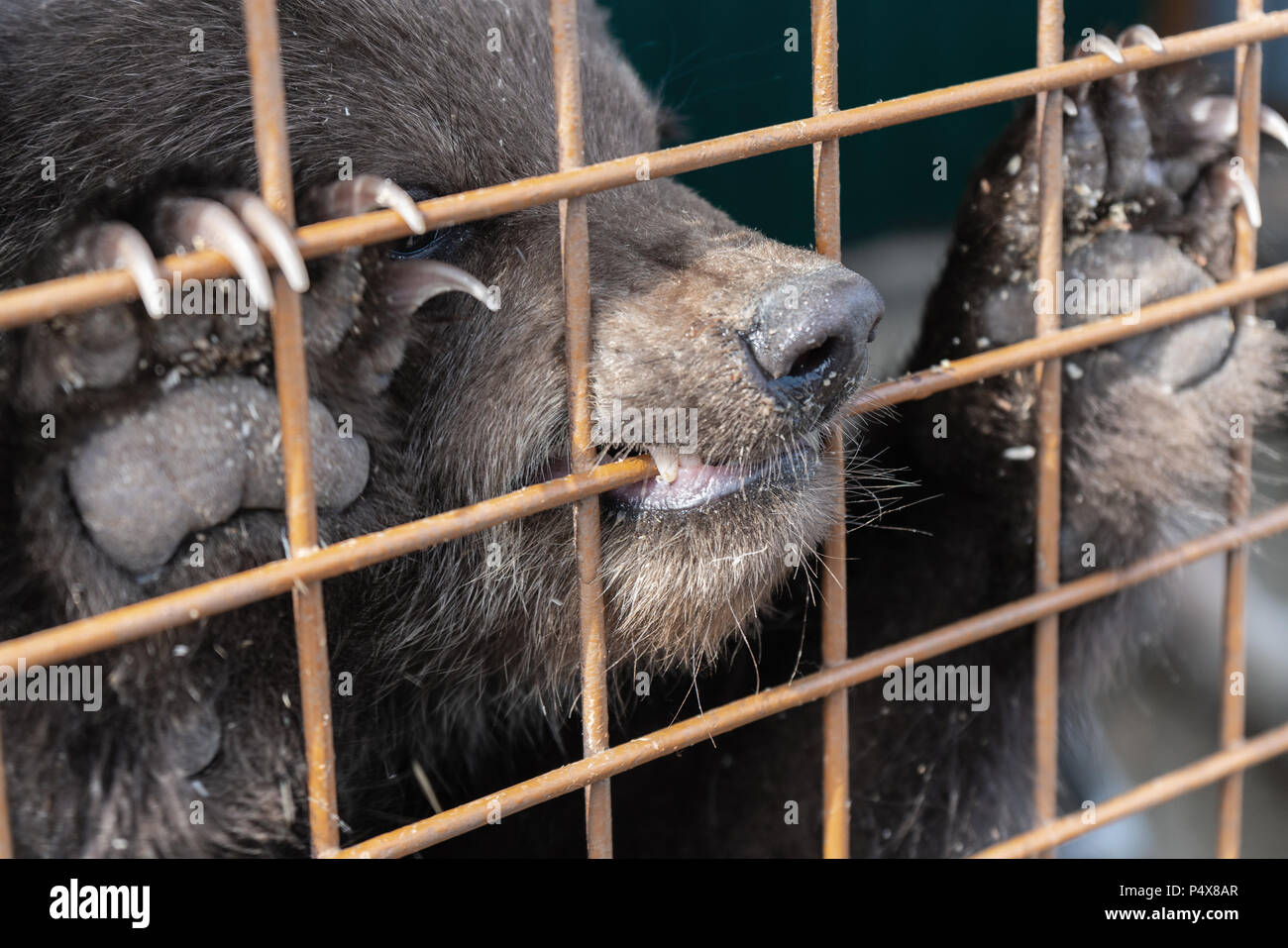 Angry Kamchatka brown bear (Ursus arctos piscator) keeps paws with ...