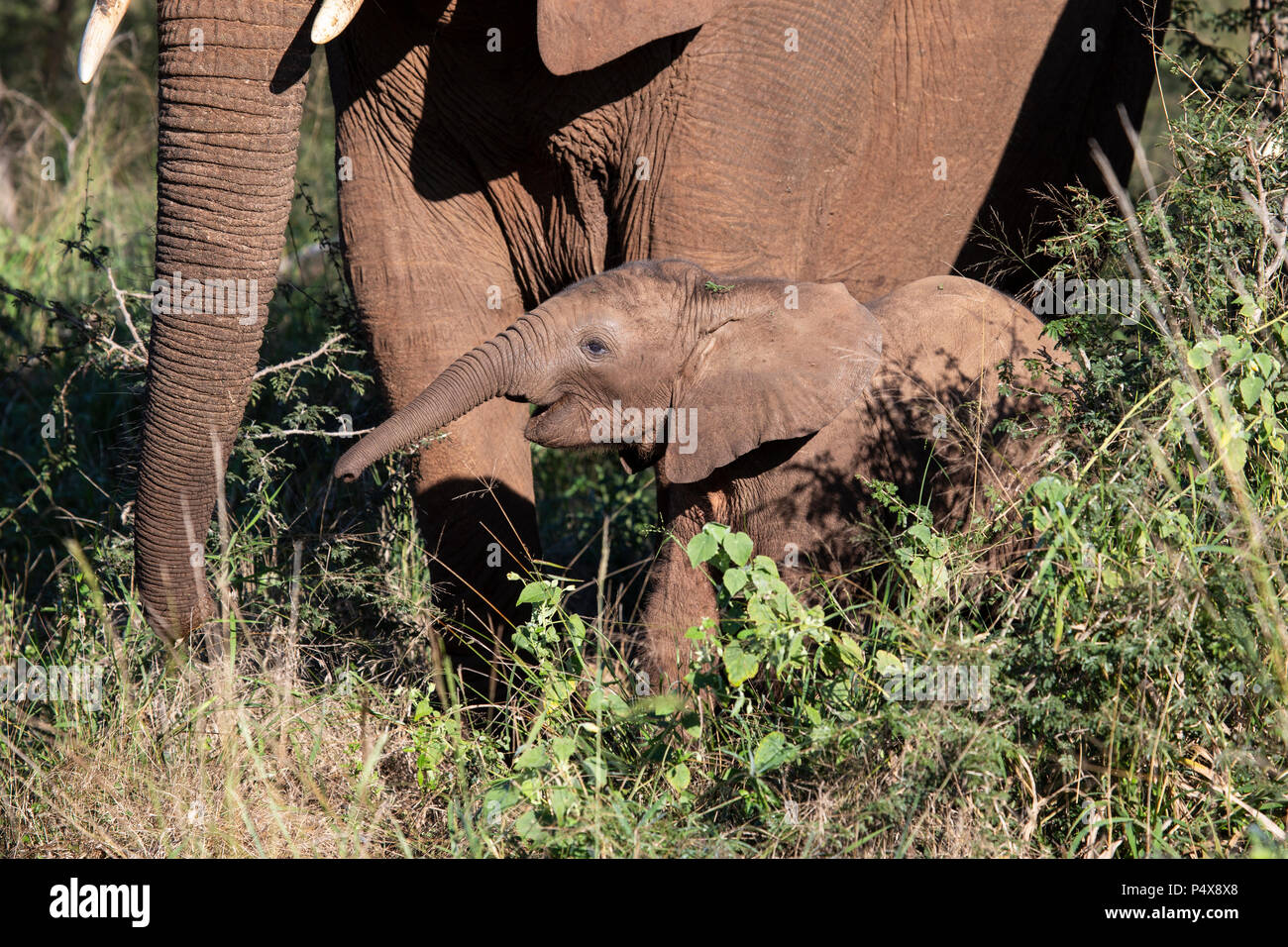 Cute little african baby elephant hi-res stock photography and images ...