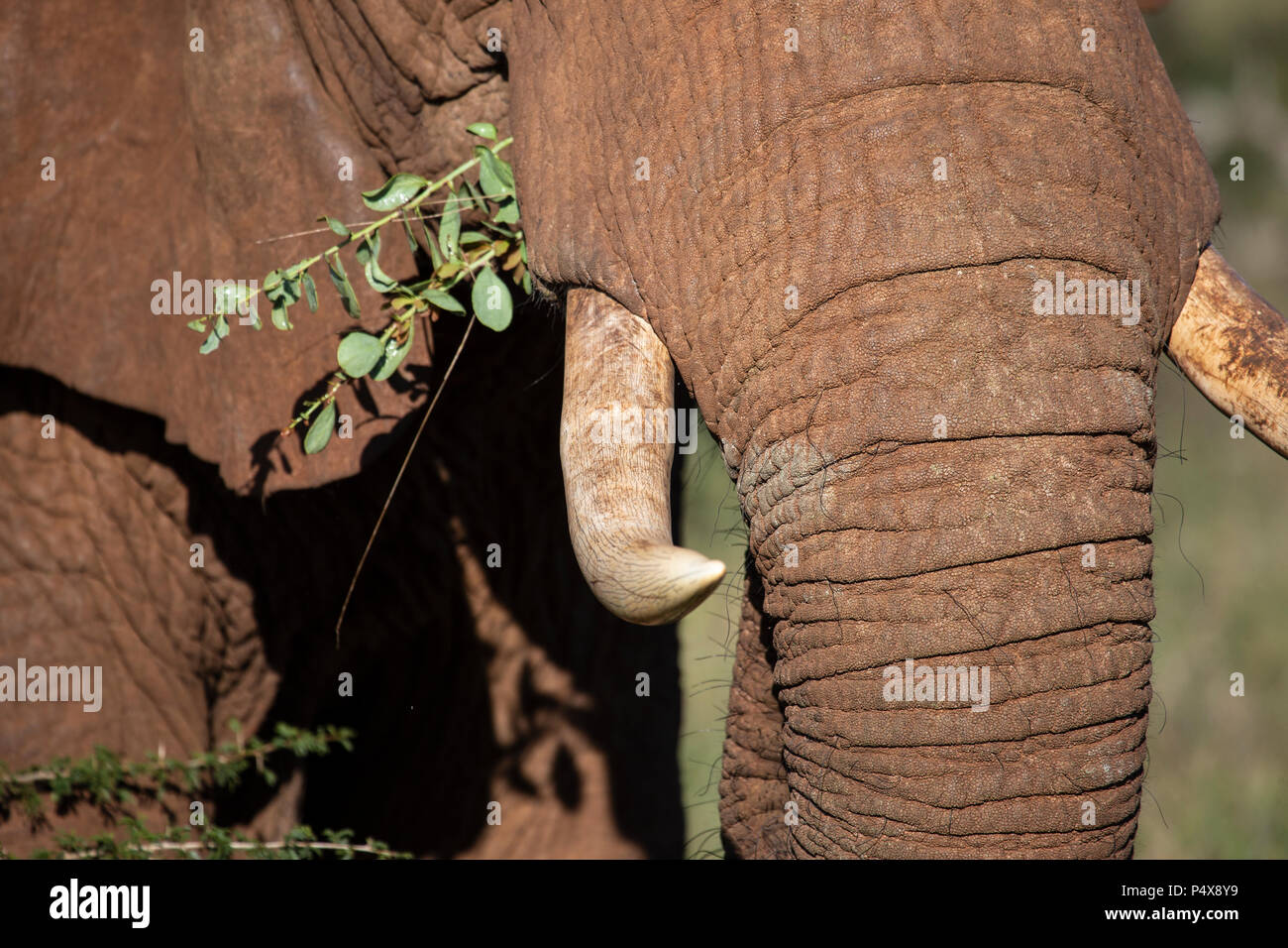 Elephant eating tree hi-res stock photography and images - Alamy