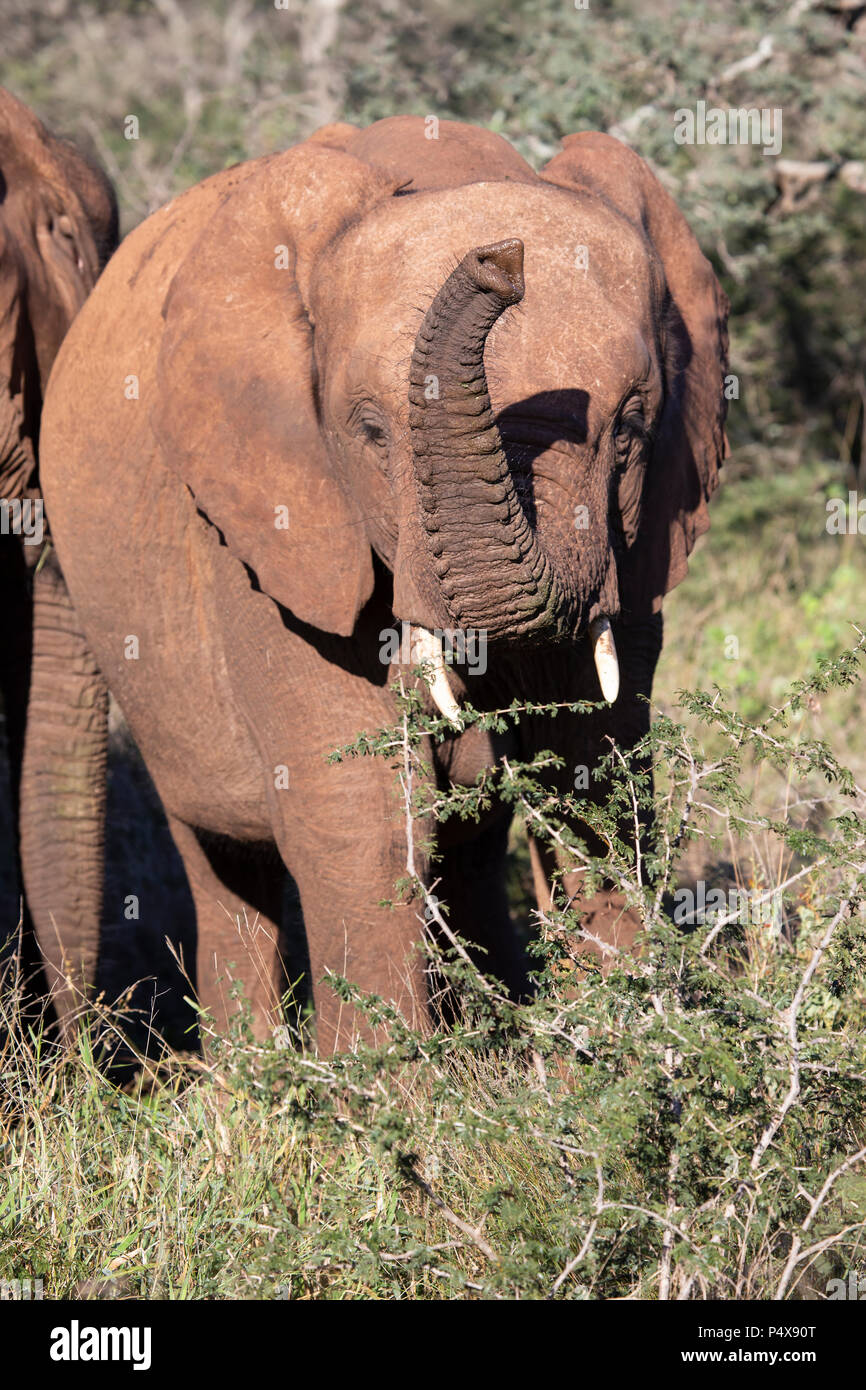 African elephant Loxodonta africana raising its trunk to trumpet Stock ...