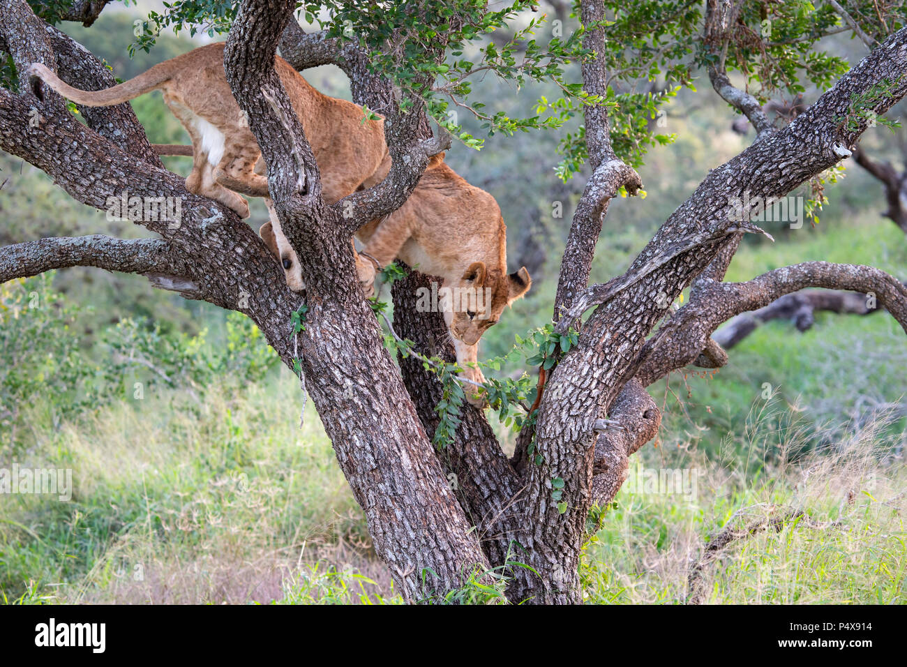 Rare sighting of lion up a tree hi-res stock photography and images - Alamy