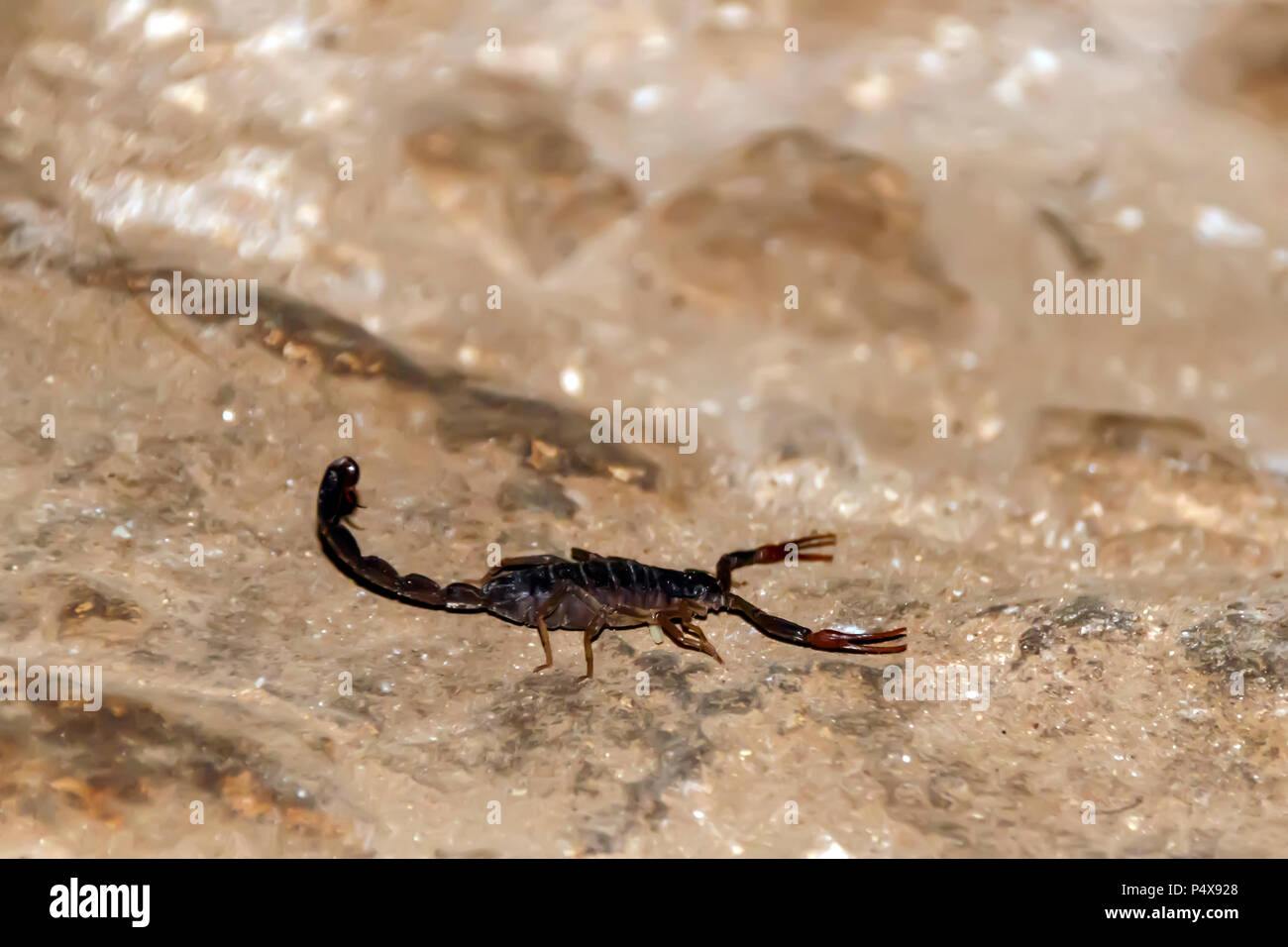 Mexico scorpion hi-res stock photography and images - Alamy