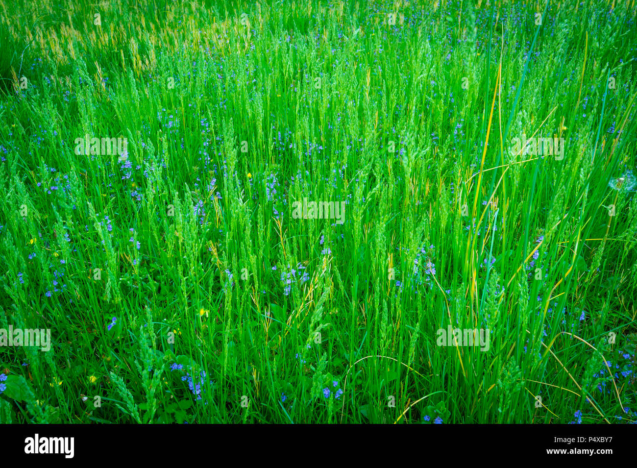 Tall grasses and flowers hi-res stock photography and images - Alamy