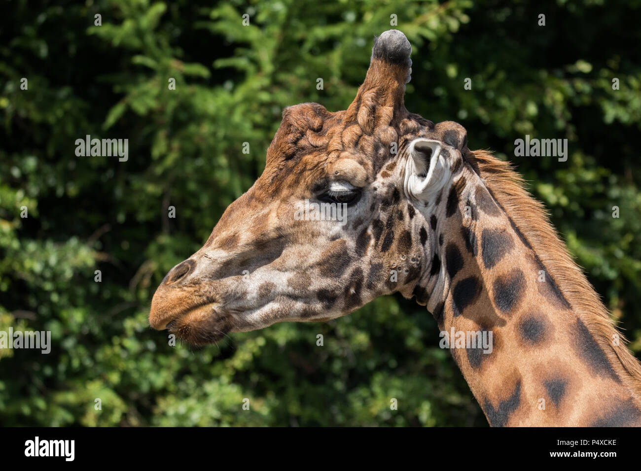 A Giraffe at Folly Farm, Pembrokeshire, West Wales, UK Stock Photo - Alamy