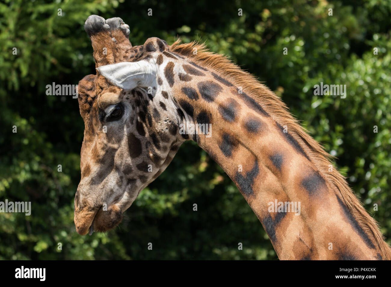 A Giraffe at Folly Farm, Pembrokeshire, West Wales, UK Stock Photo - Alamy