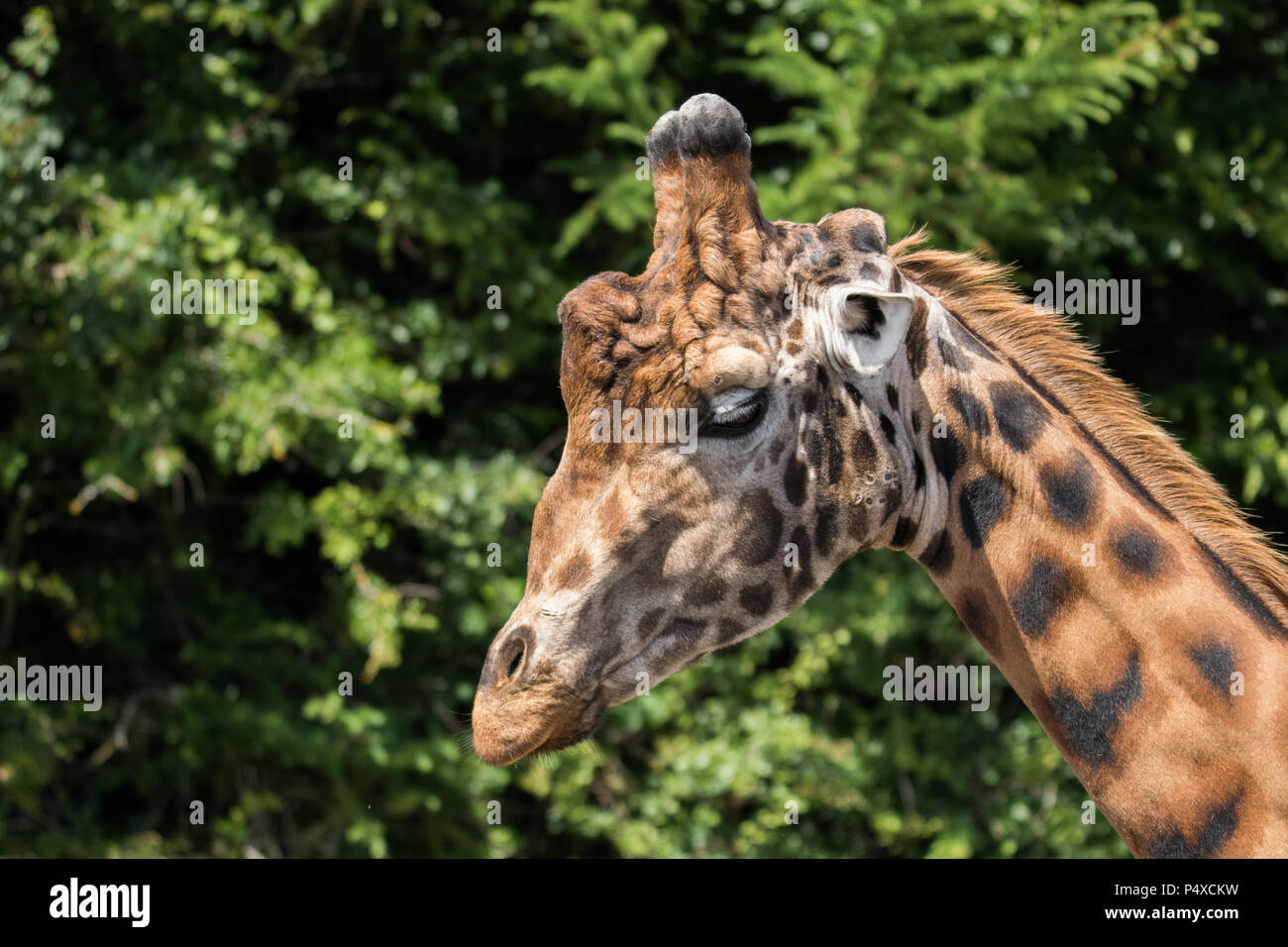 Folly farm zoo wales hi-res stock photography and images - Alamy