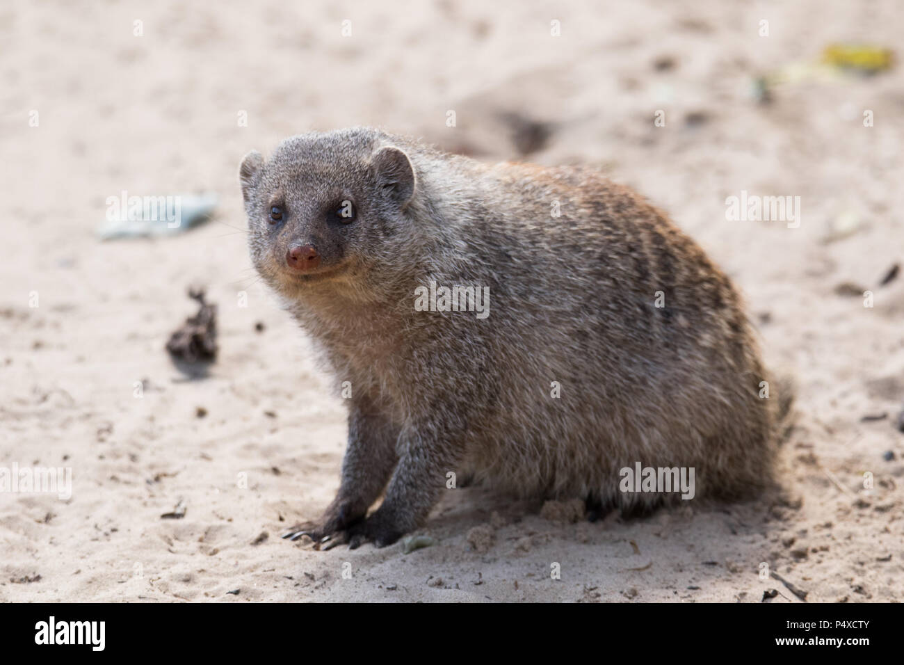A Mongoose at Folly Farm, Pembrokeshire, West Wales, UK Stock Photo - Alamy