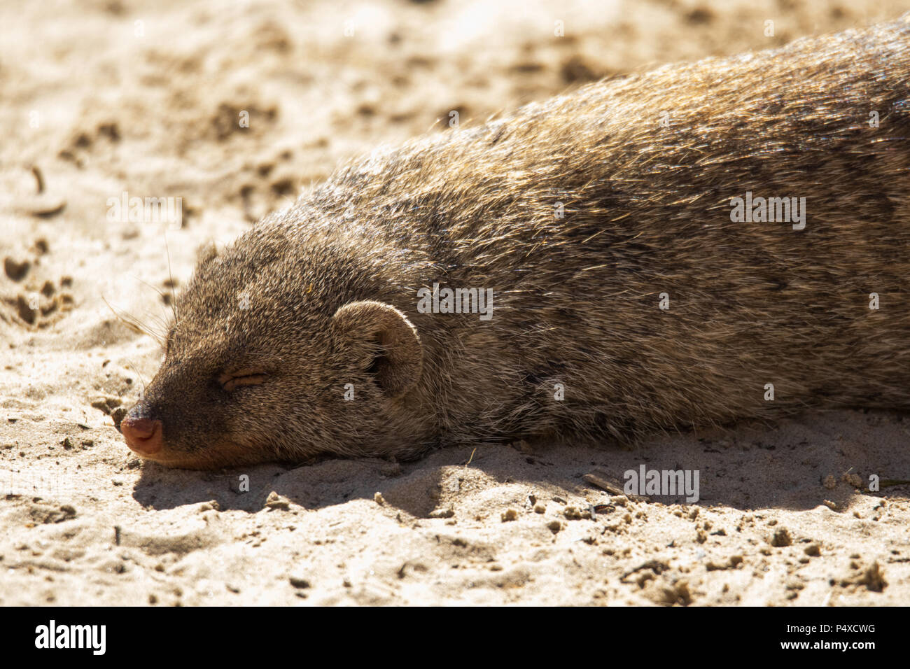 A Mongoose at Folly Farm, Pembrokeshire, West Wales, UK Stock Photo - Alamy