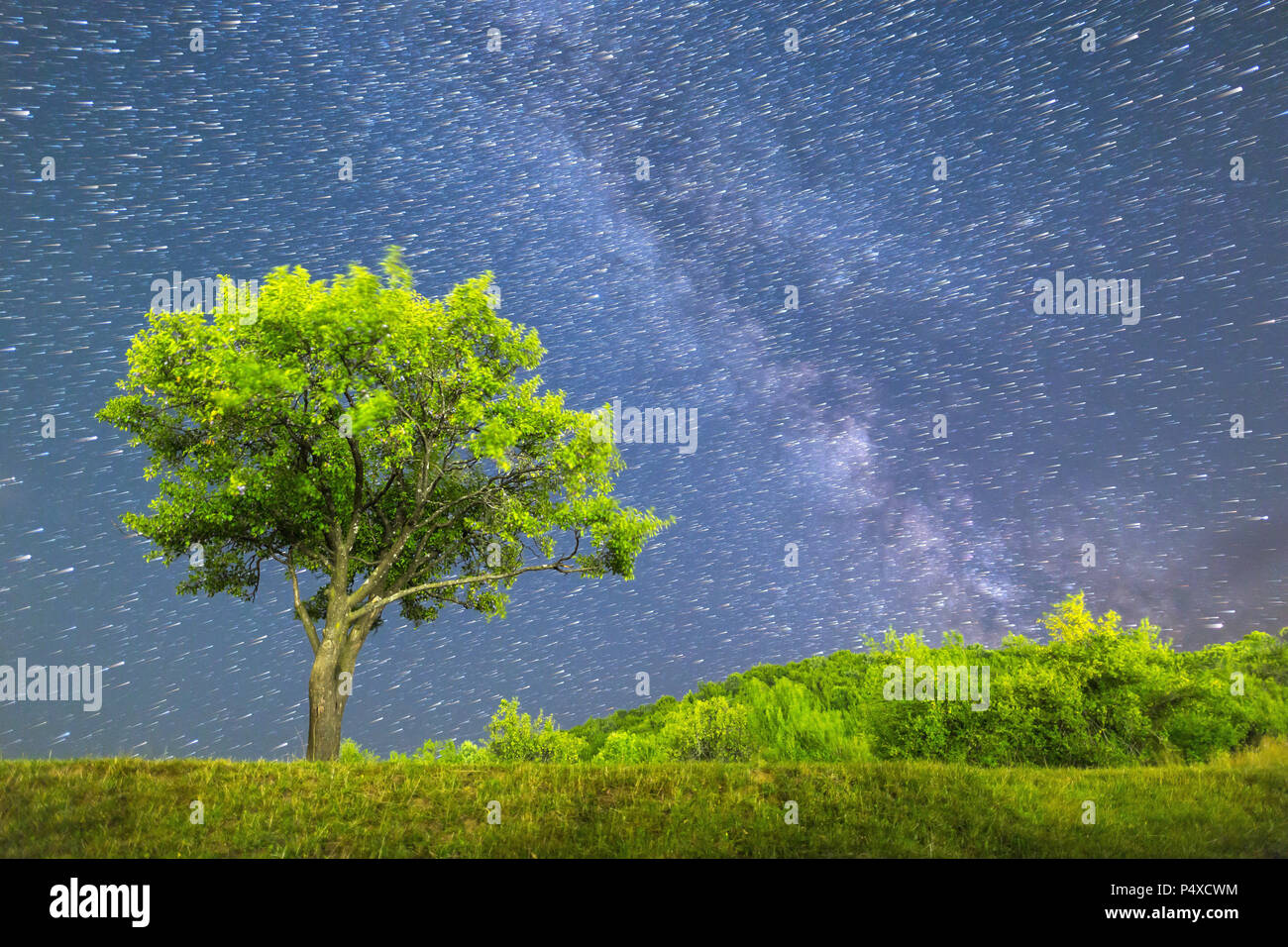 A view of the stars of the Milky Way. Green plum tree with plums high ...