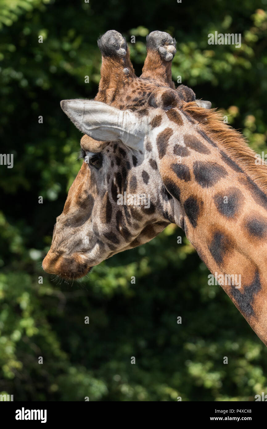 A Giraffe at Folly Farm, Pembrokeshire, West Wales, UK Stock Photo - Alamy