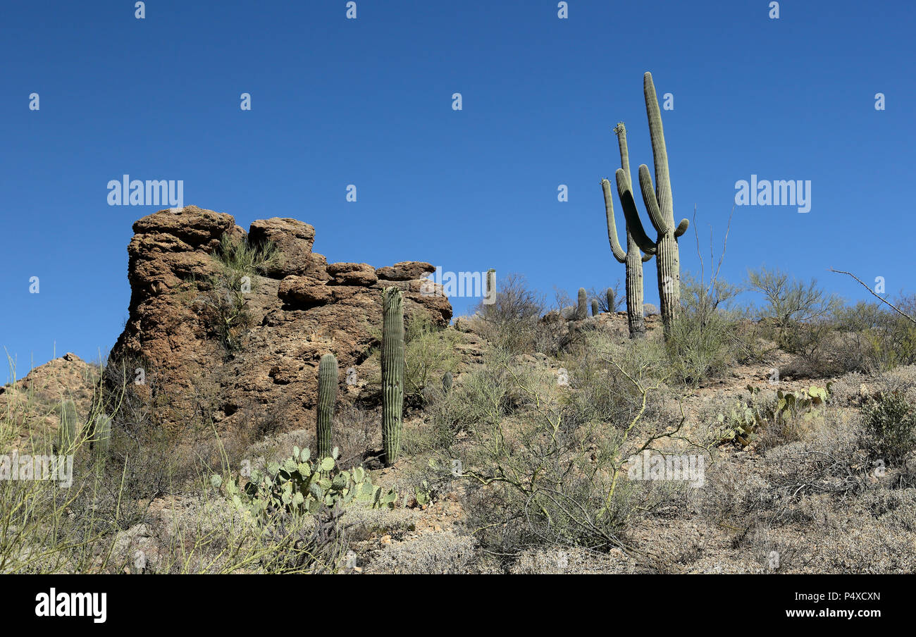 Saguaro cacti and rock formations in the Arizona Sonoran Desert west of ...