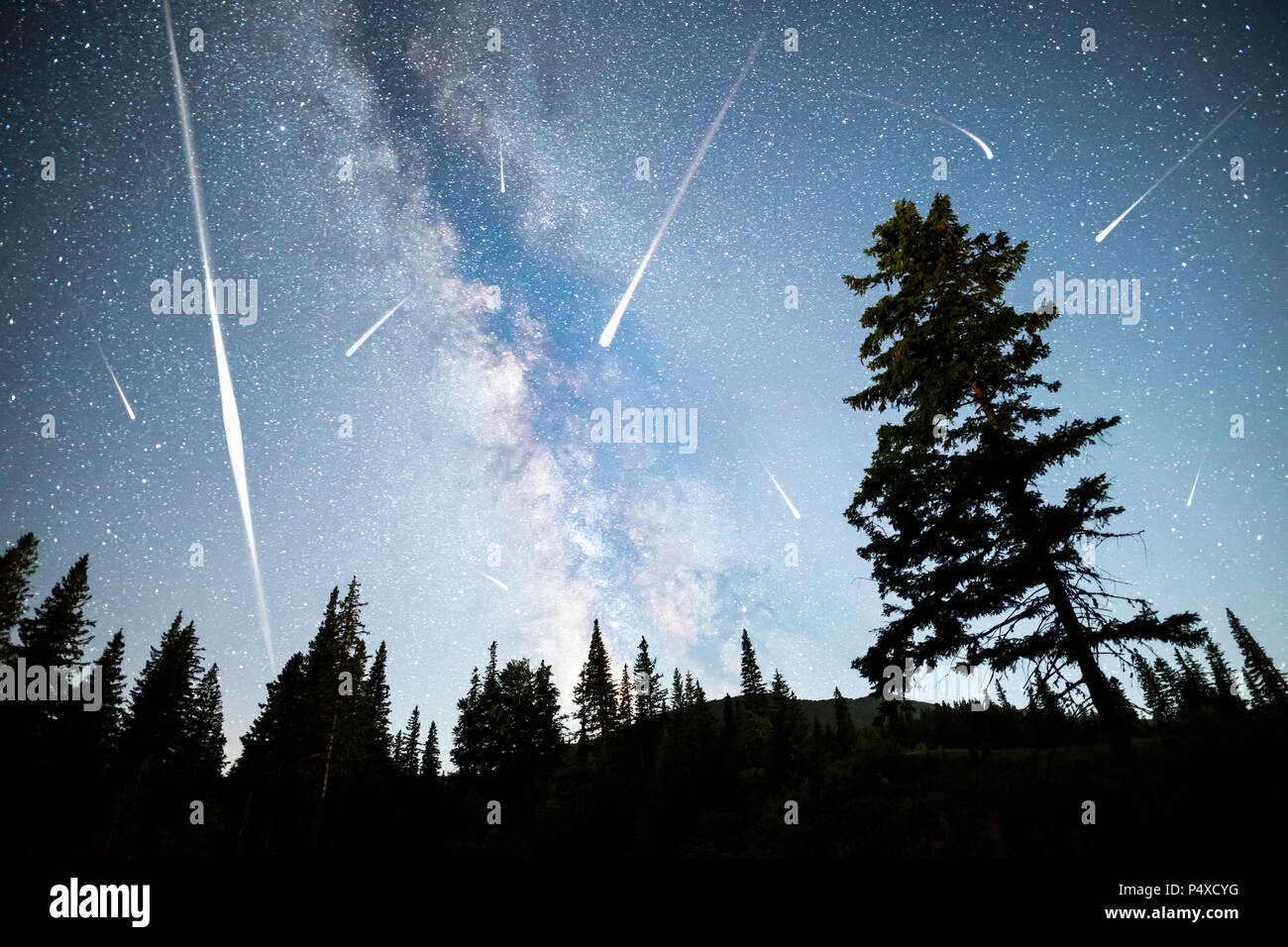 A view of a Meteor Shower and the Milky Way with a pine trees forest ...