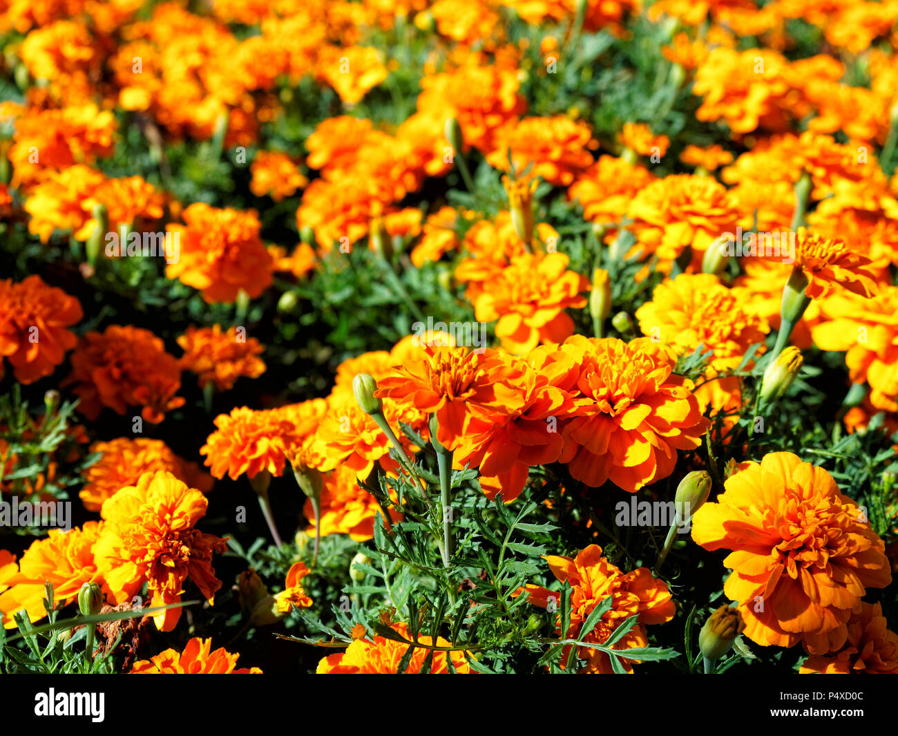 Orange flowers field background Stock Photo - Alamy