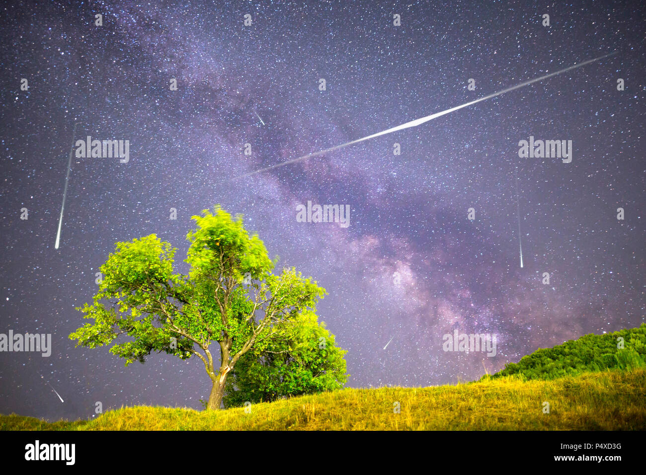 A view of a Meteor Shower and the Milky Way. Green plum tree with plums ...