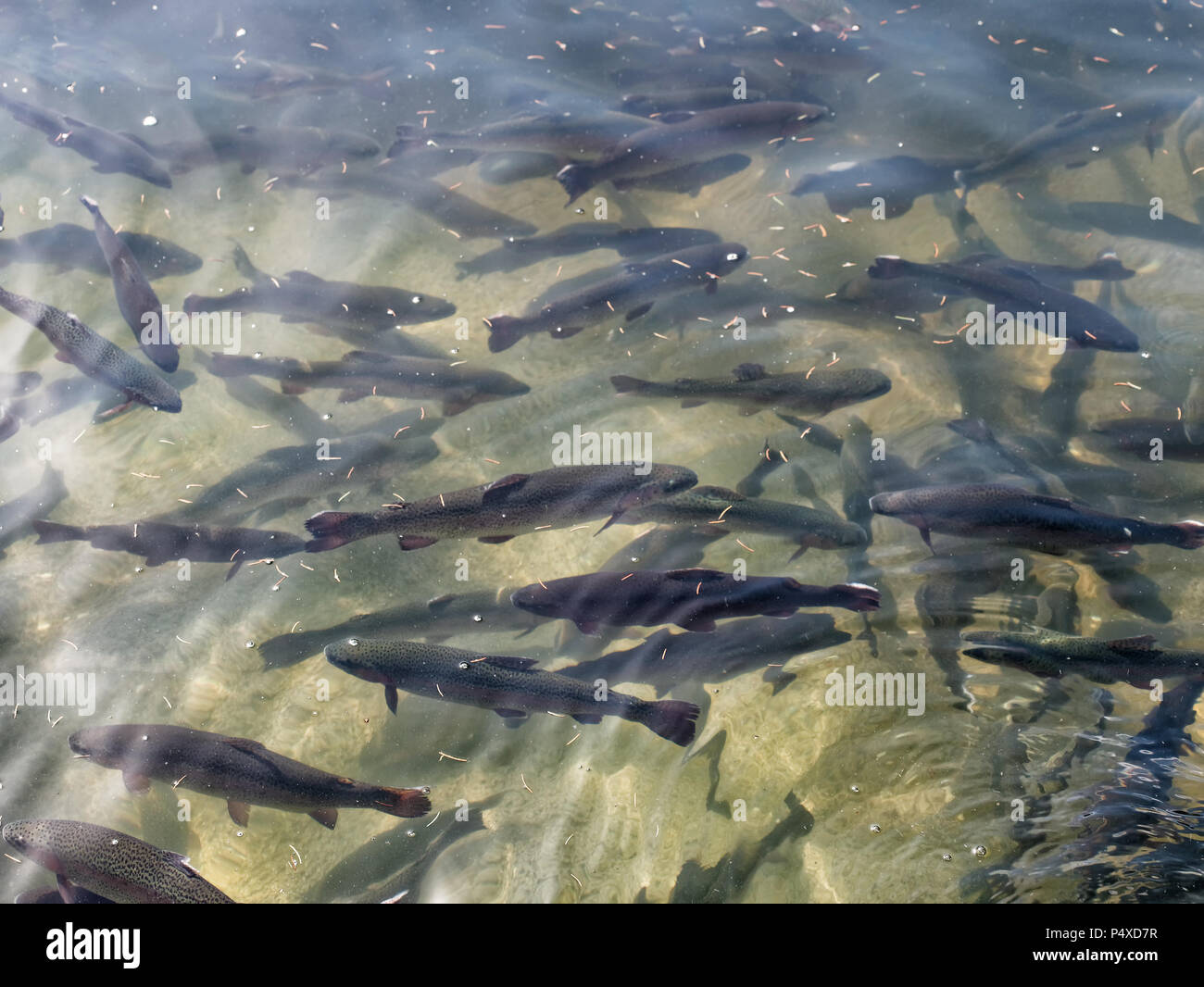 Tank full of farm fish swimming Stock Photo - Alamy