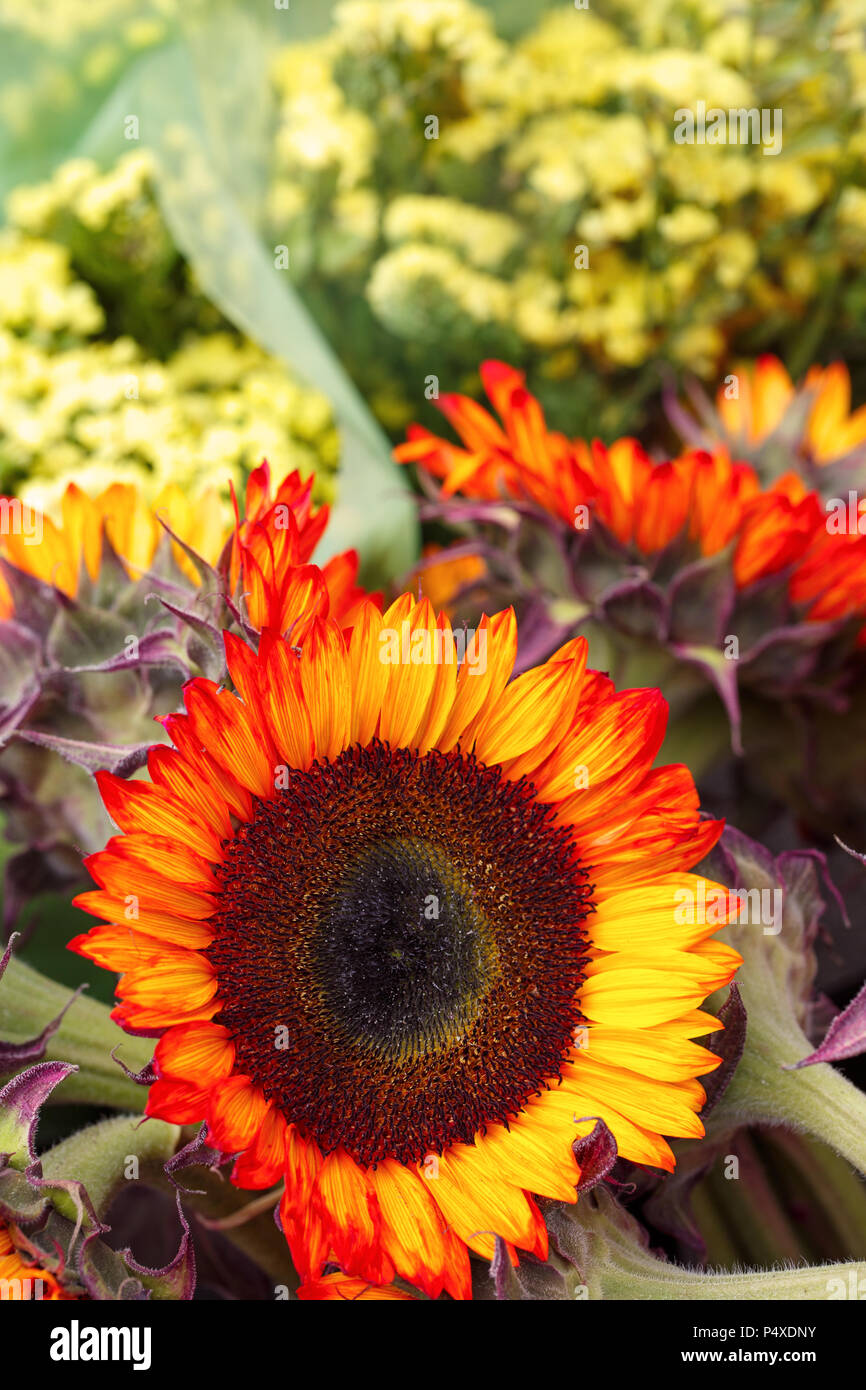 Red and yellow sunflowers hi-res stock photography and images - Alamy