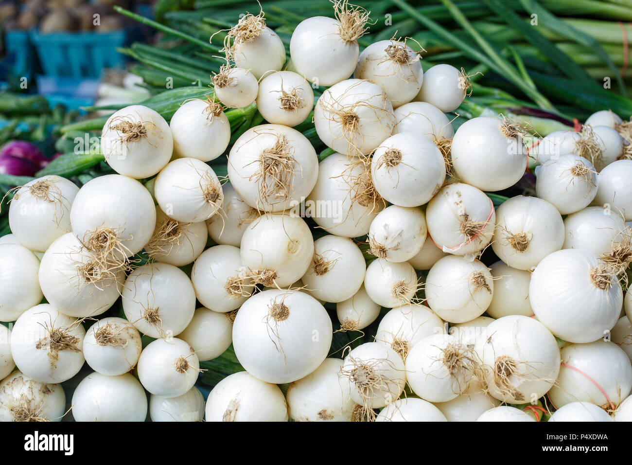 White onions with roots hi-res stock photography and images - Alamy