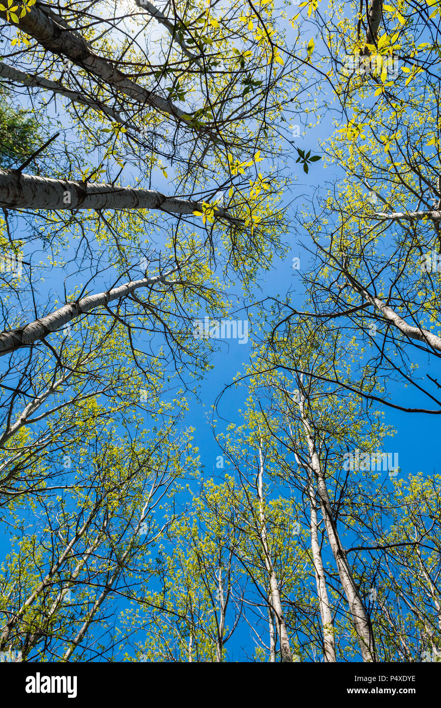 Spring came to the north, the first leaves and flowers appeared on the ...