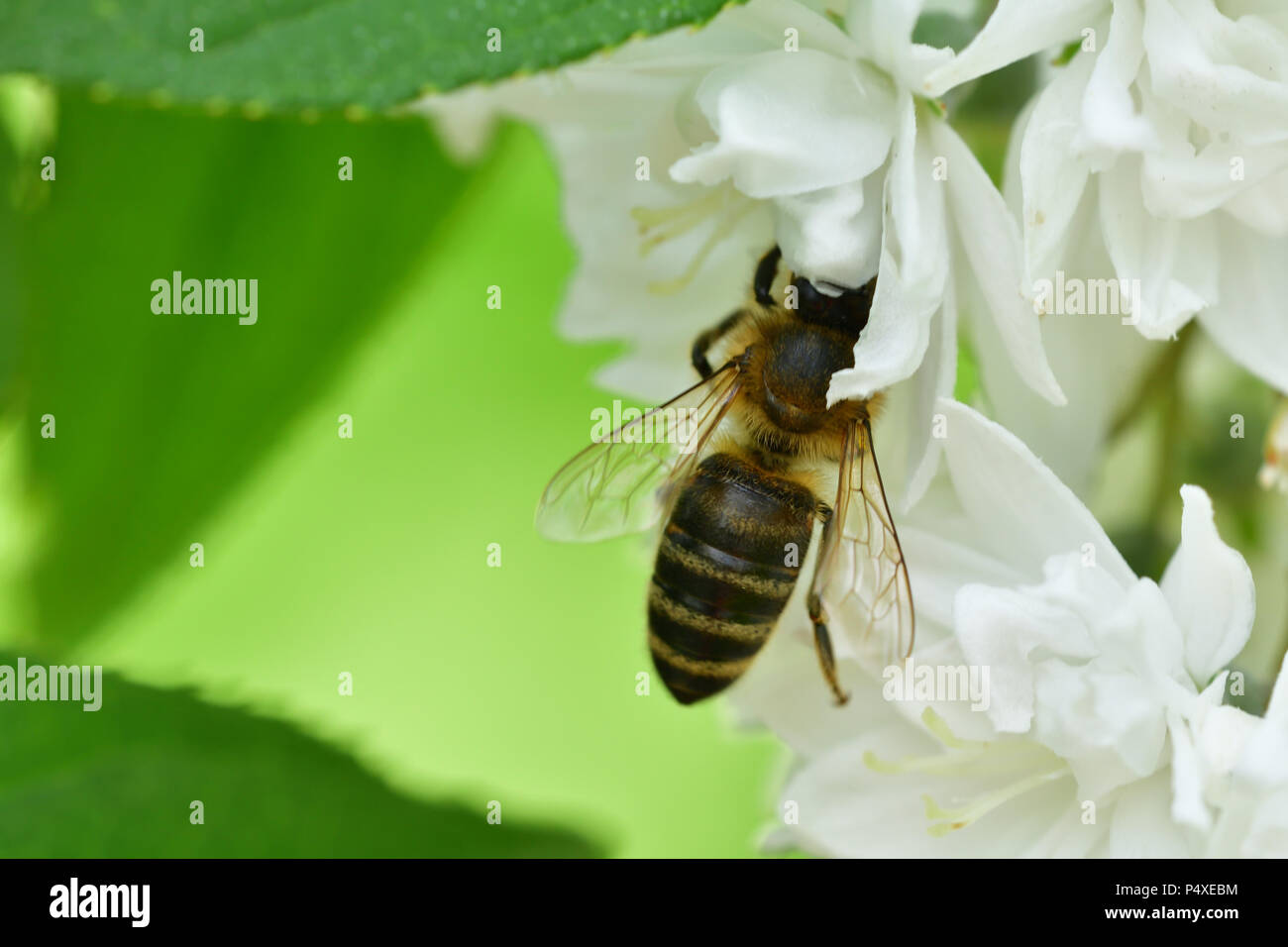 Bumble Bee Pollen High Resolution Stock Photography and Images - Alamy