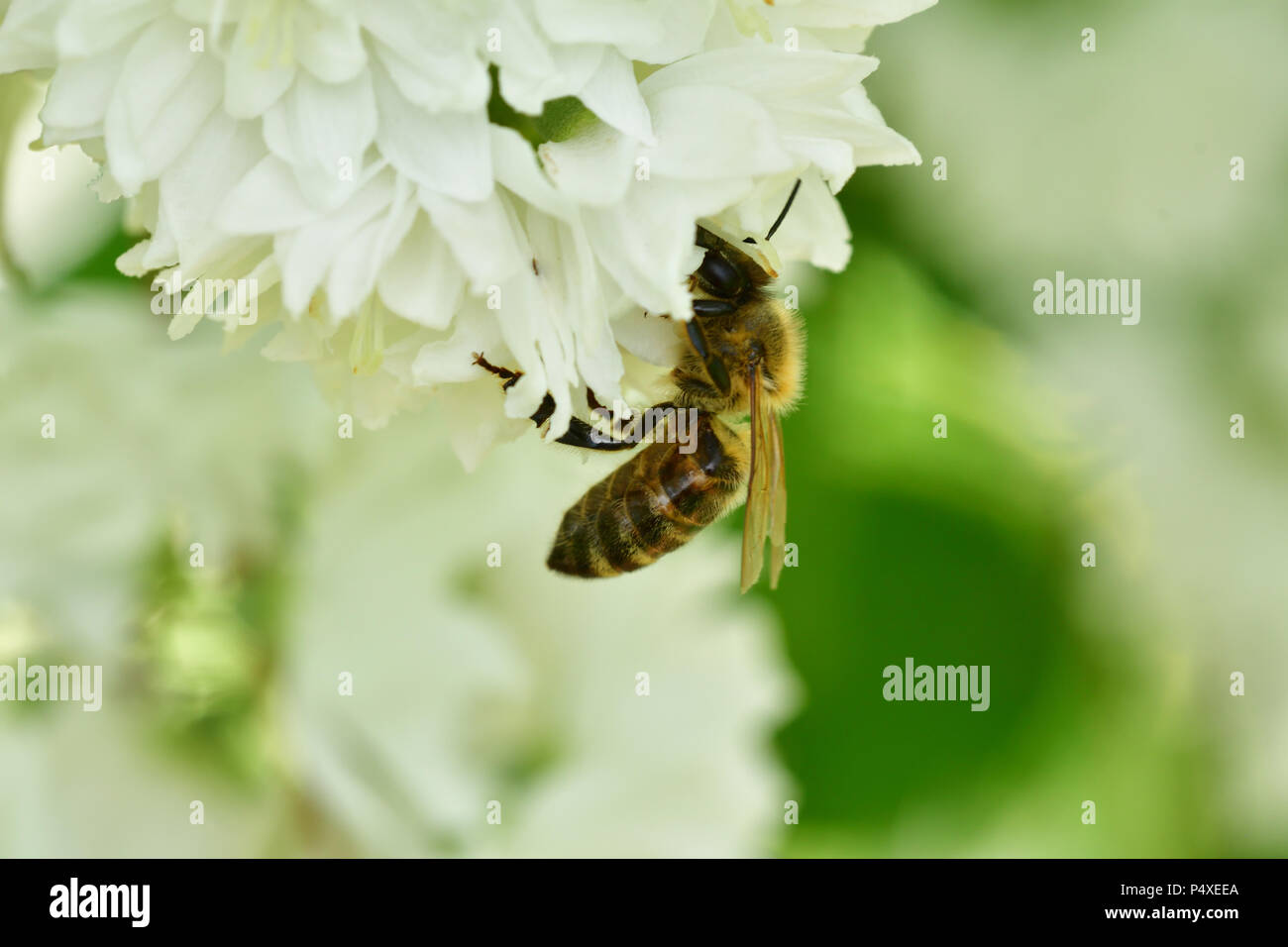 Honey Bee polinating on the white flower macro Stock Photo - Alamy