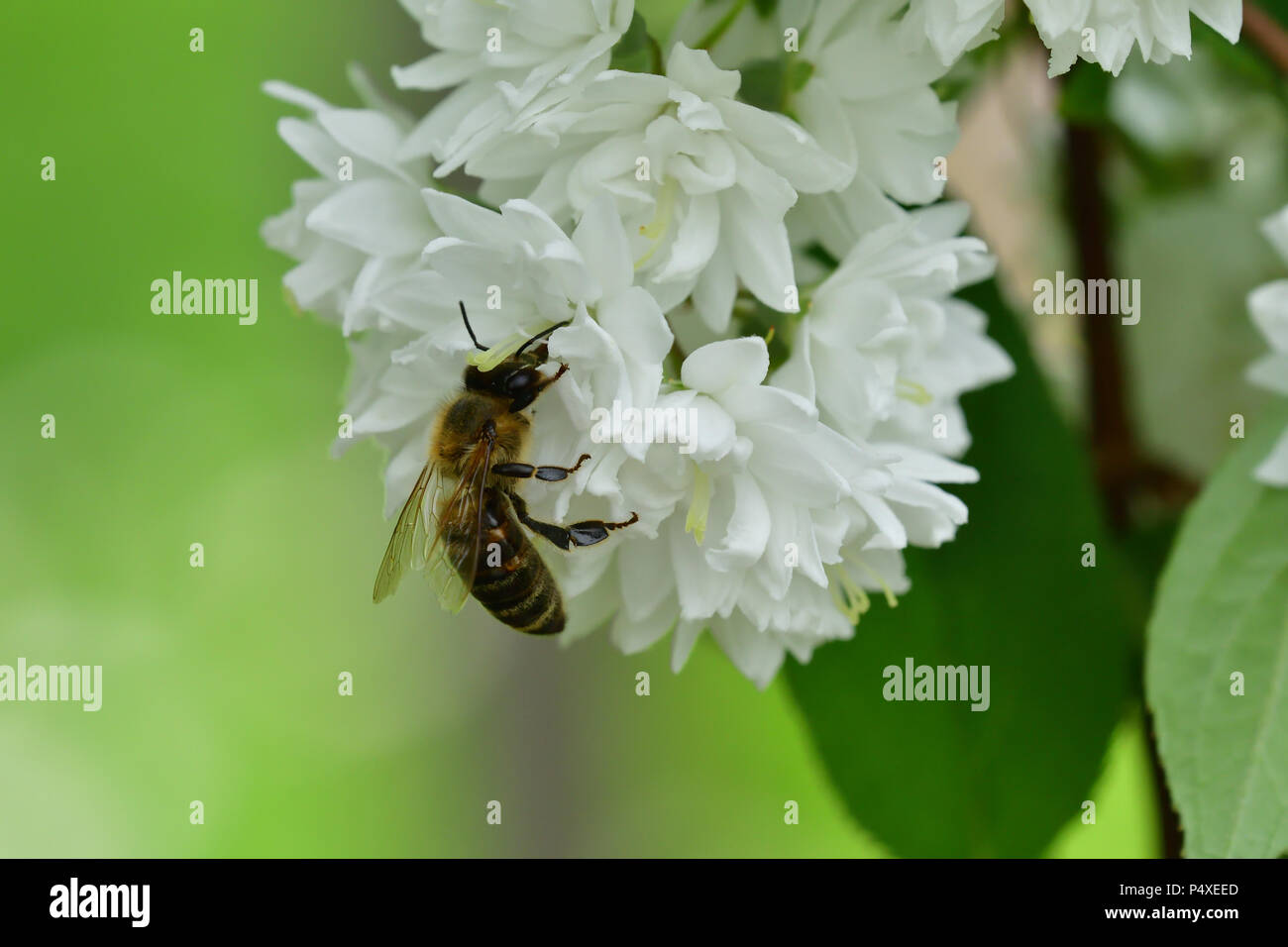 Honey Bee polinating on the white flower macro Stock Photo - Alamy