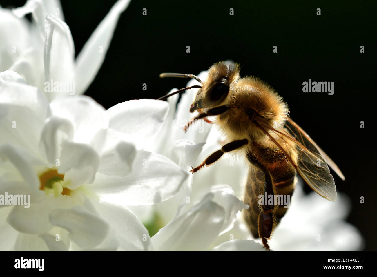 Closeup Honeybee Pollination High Resolution Stock Photography and ...