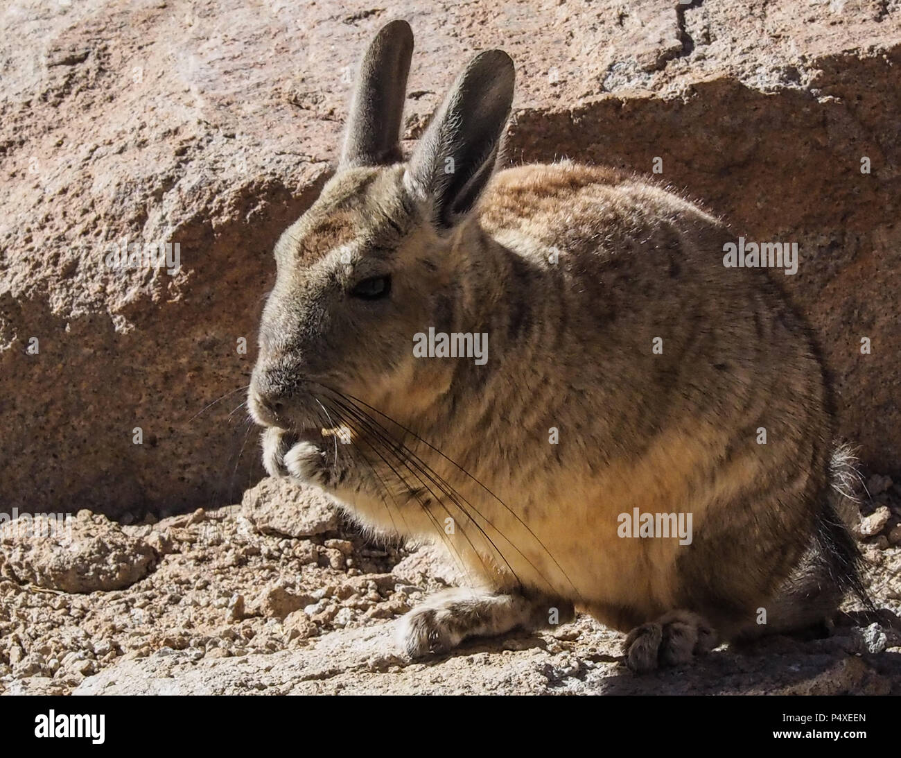 Viscacia hi-res stock photography and images - Alamy