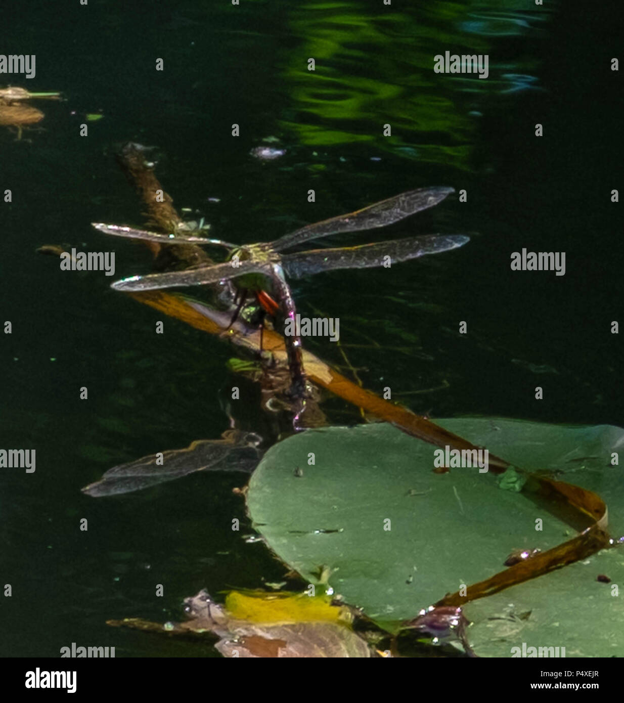 dragonfly on the river mole Stock Photo - Alamy