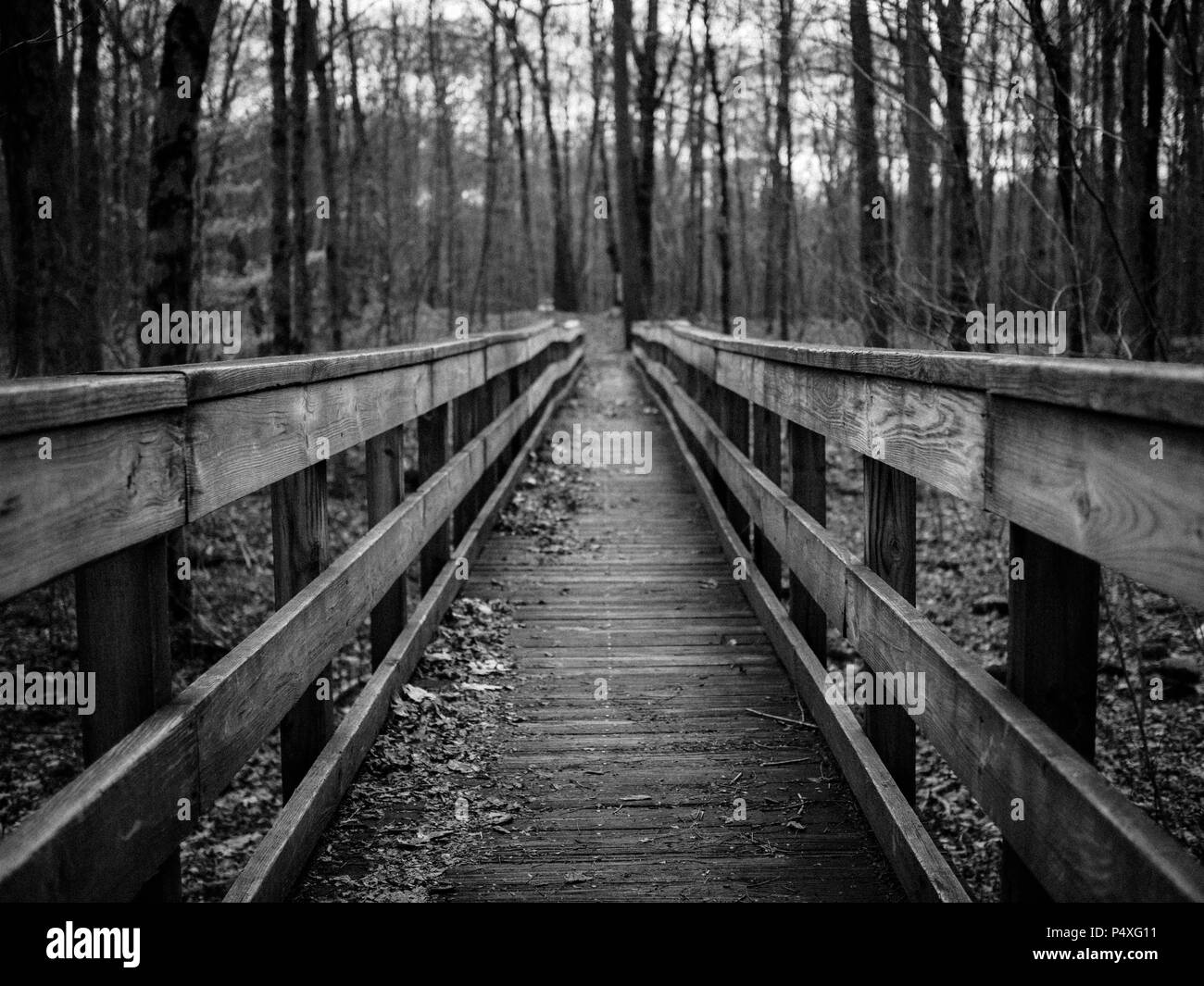 A footbridge crossing a swamp leading to the forest beyond Stock Photo ...