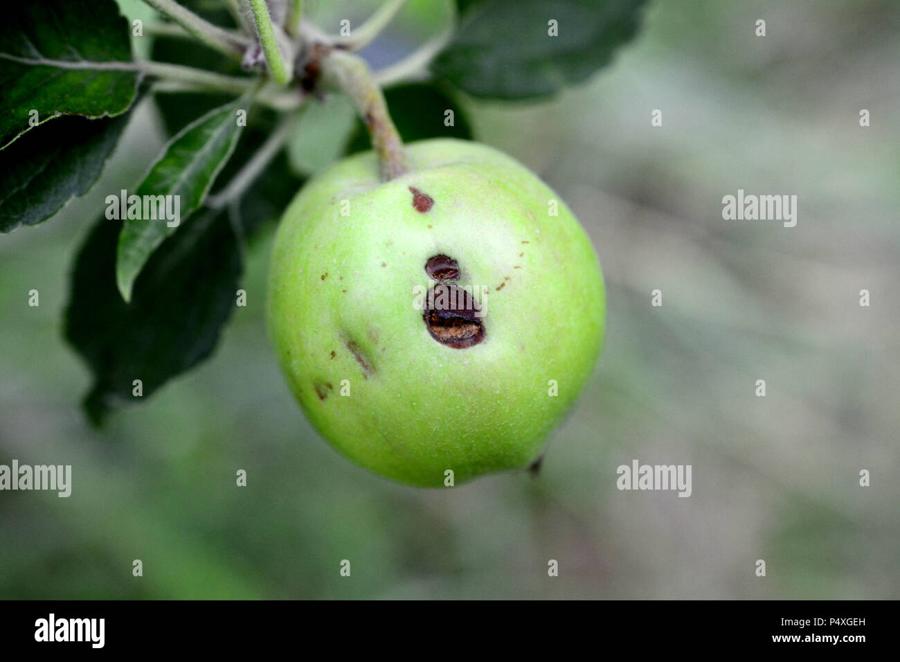 consequences to ripening apple after hail storm,image of a Stock Photo ...