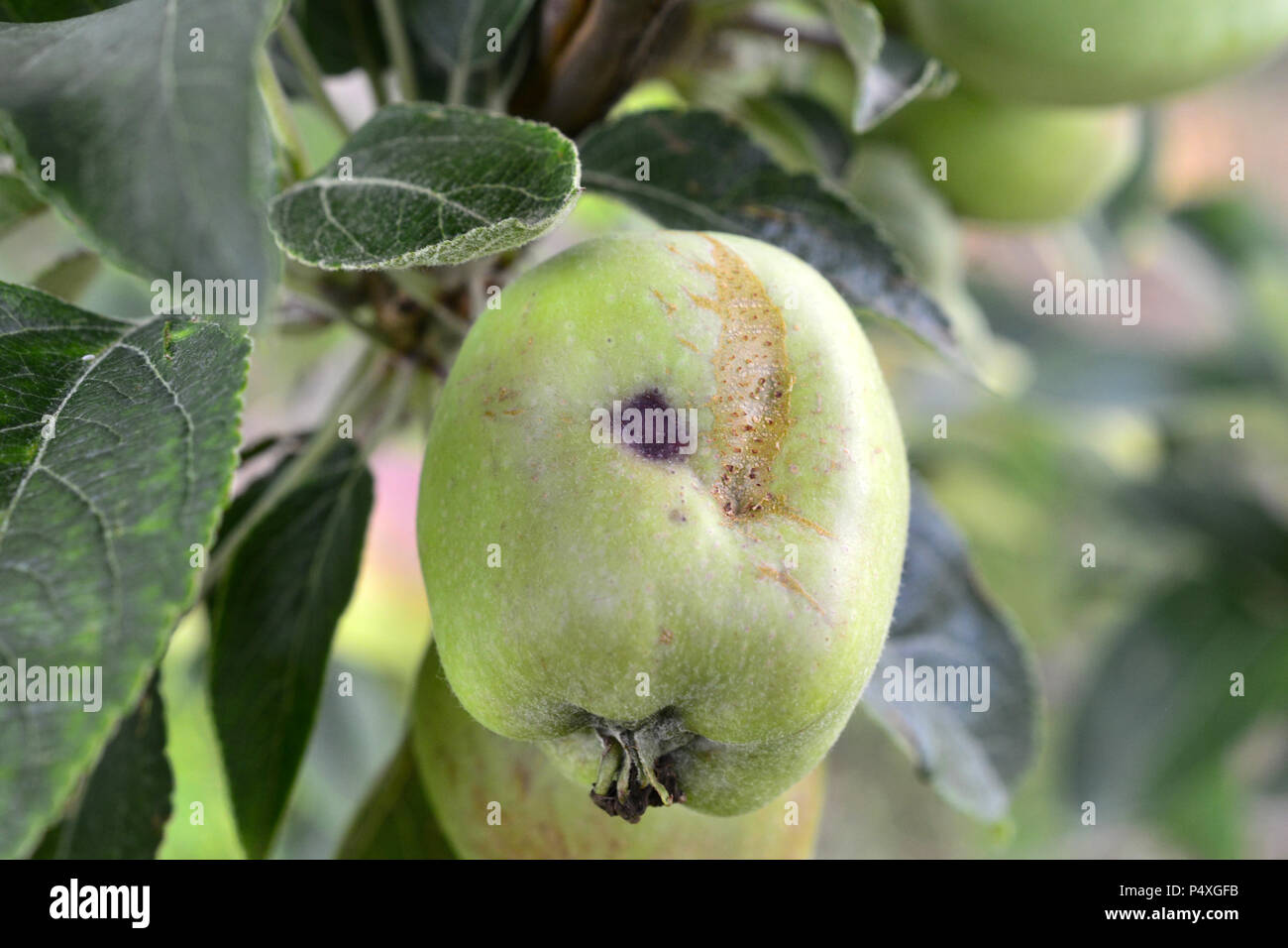 consequences to ripening apple after hail storm,image of a Stock Photo ...