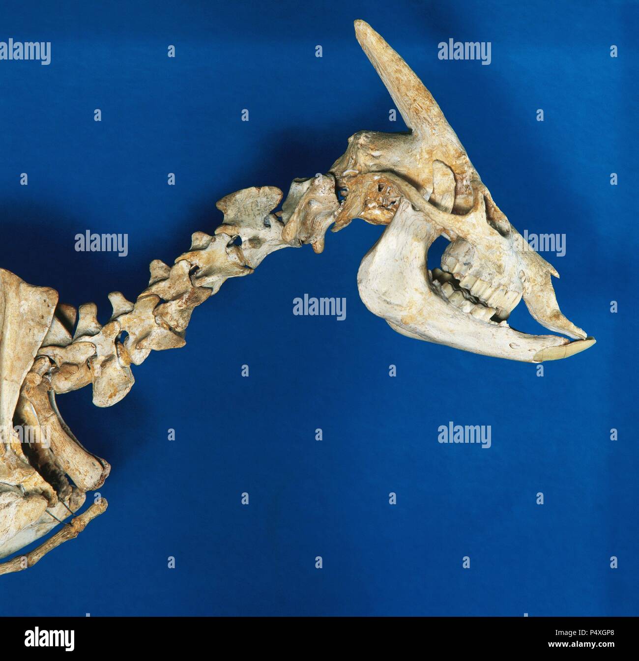 Extinction barcelona hi-res stock photography and images - Alamy