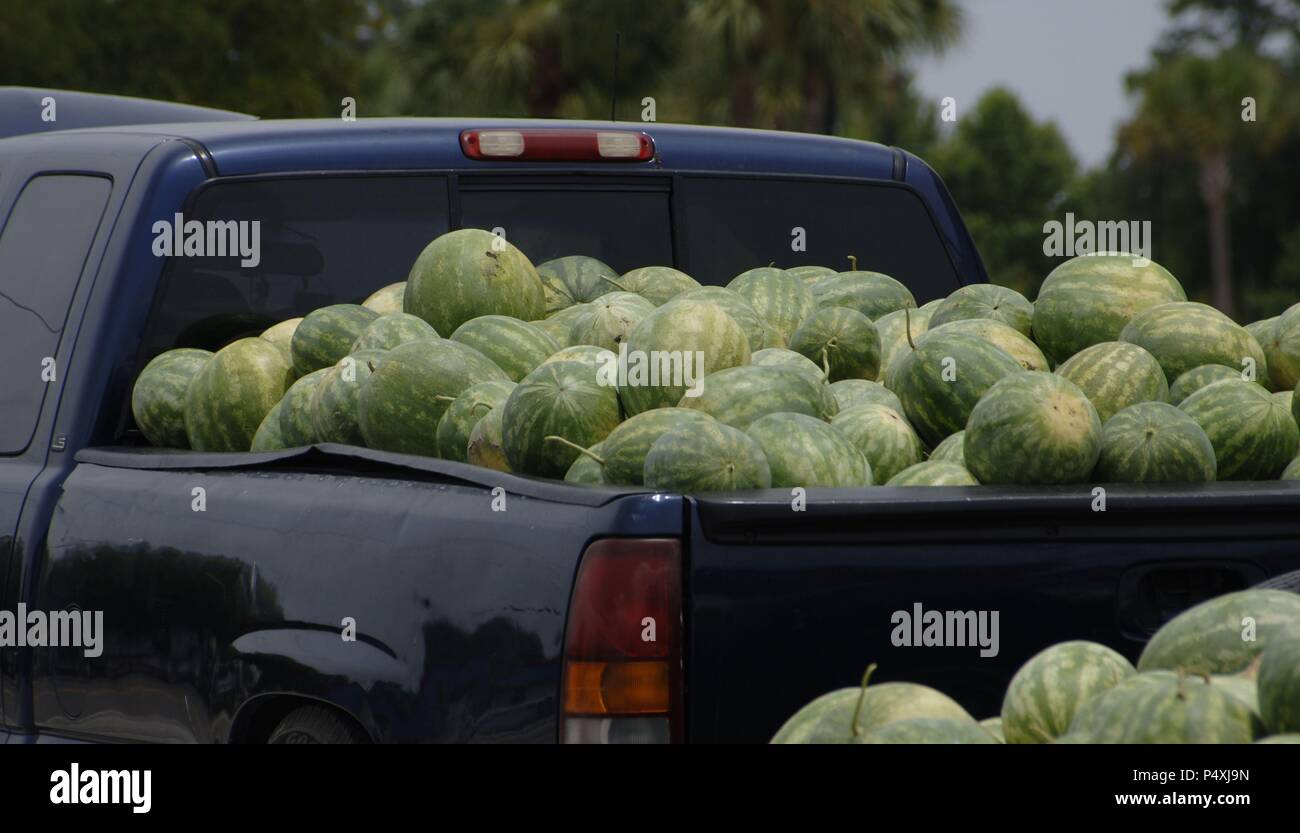 Truckload of watermelons. Columbia Country. State of Florida. USA Stock ...