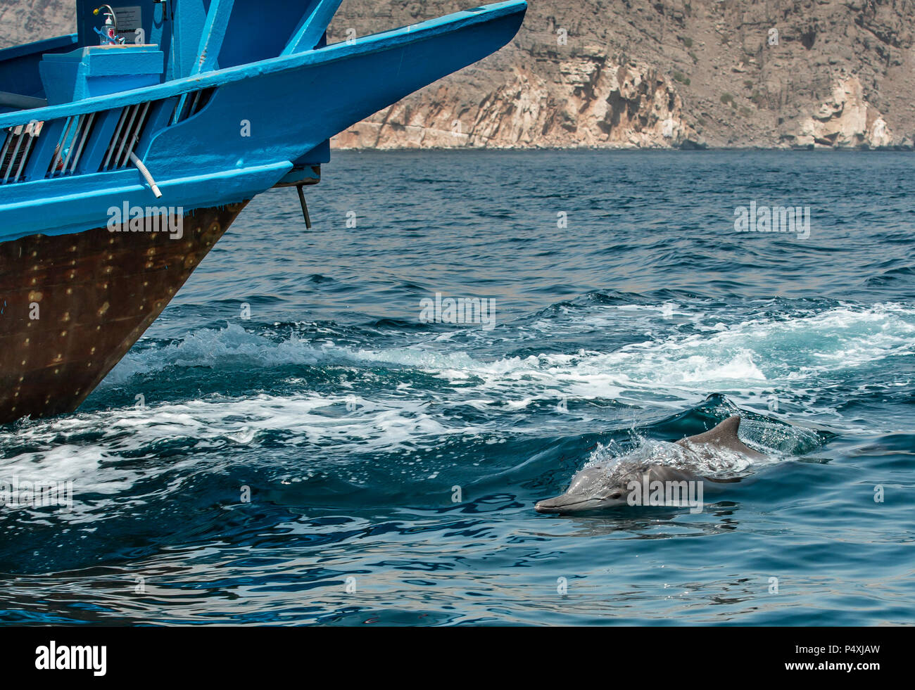 Arabian sea dolphins hi-res stock photography and images - Alamy
