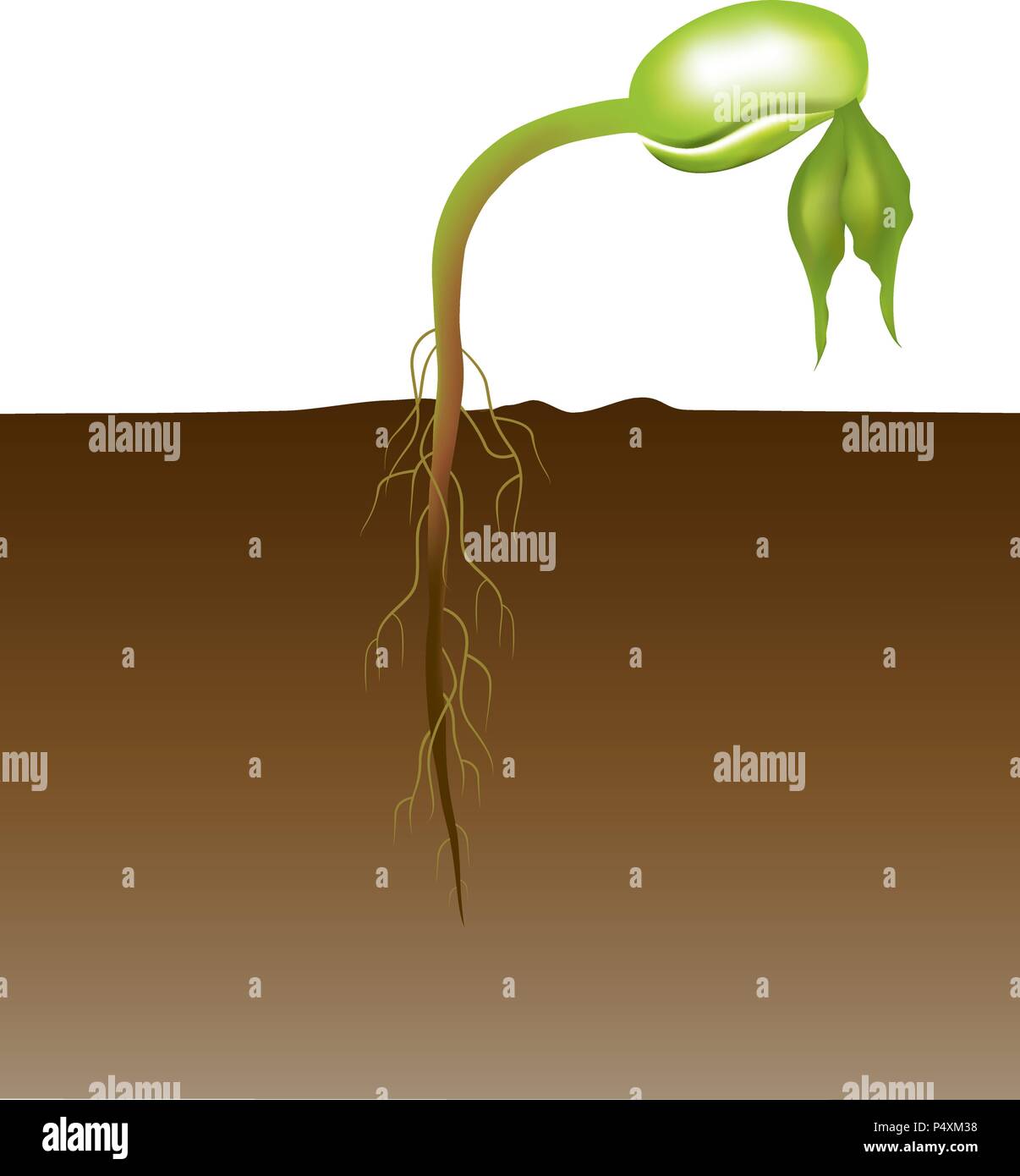 Cotyledon seed germination hi-res stock photography and images - Alamy