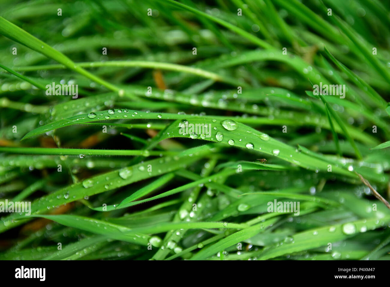 Wet grass hi-res stock photography and images - Alamy