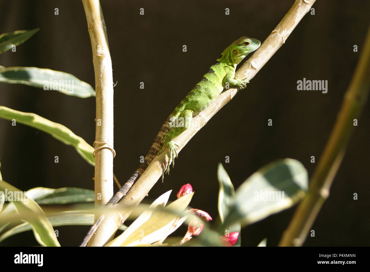 lizard sun bathing on a branch Stock Photo - Alamy