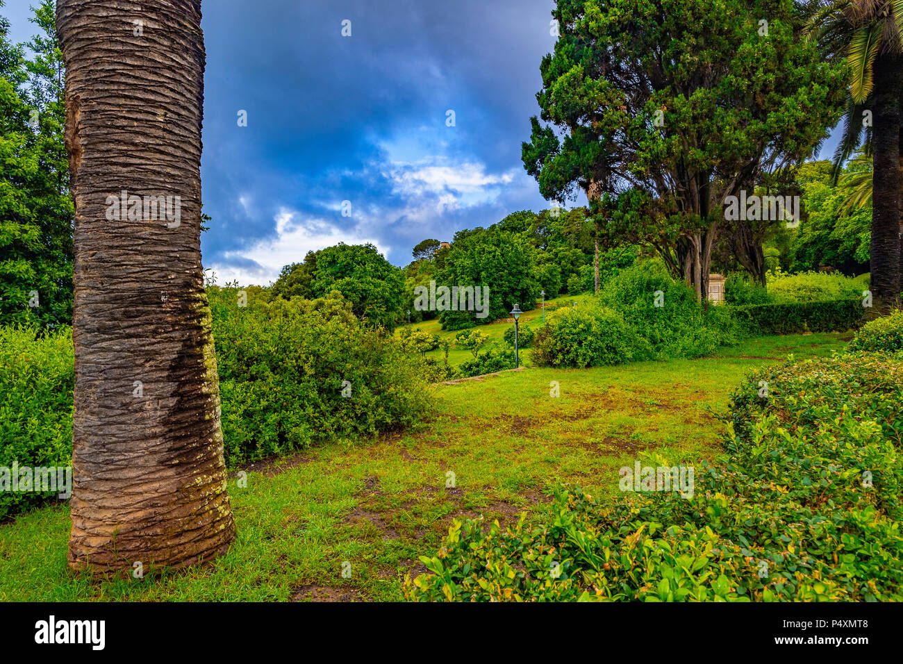 Italy Sardinia Sassari Monserrato Park palm Stock Photo - Alamy