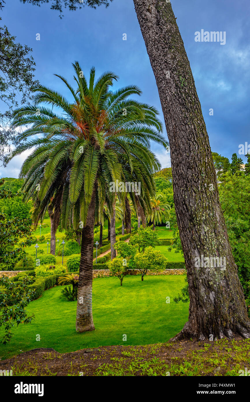 Italy Sardinia Sassari Monserrato Park palm Stock Photo - Alamy