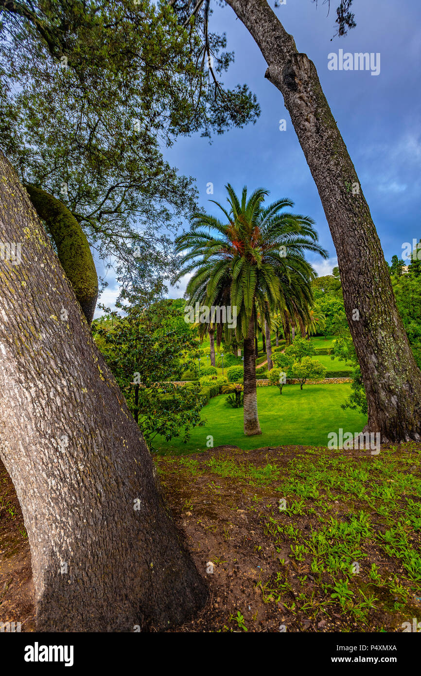 Italy Sardinia Sassari Monserrato Park palm Stock Photo - Alamy
