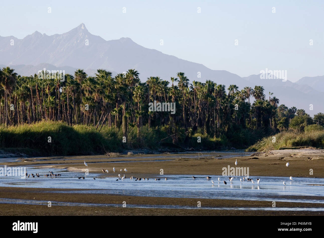 Calfornia del sur hi-res stock photography and images - Alamy