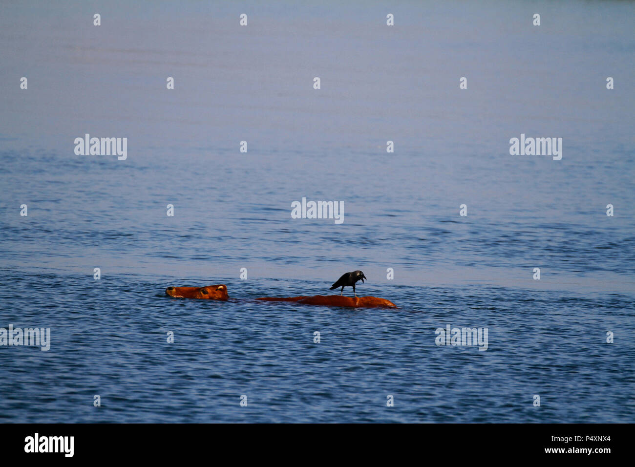 A cow swimming in a lake as the crow sits on Stock Photo - Alamy