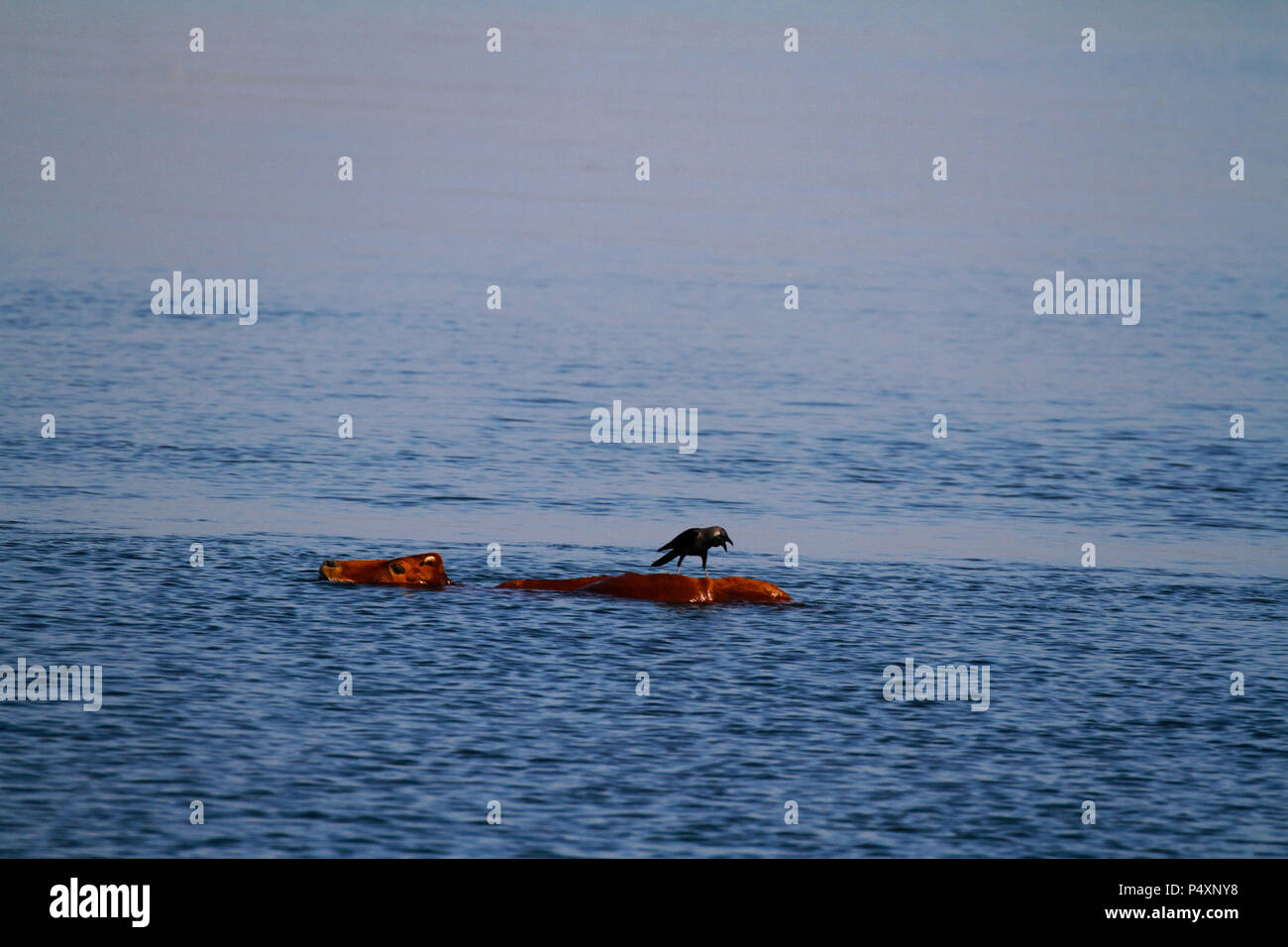 A cow swimming in a lake as the crow sits on Stock Photo - Alamy