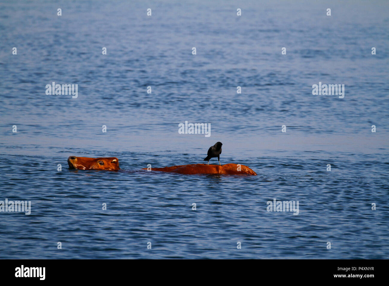A cow swimming in a lake as the crow sits on Stock Photo - Alamy